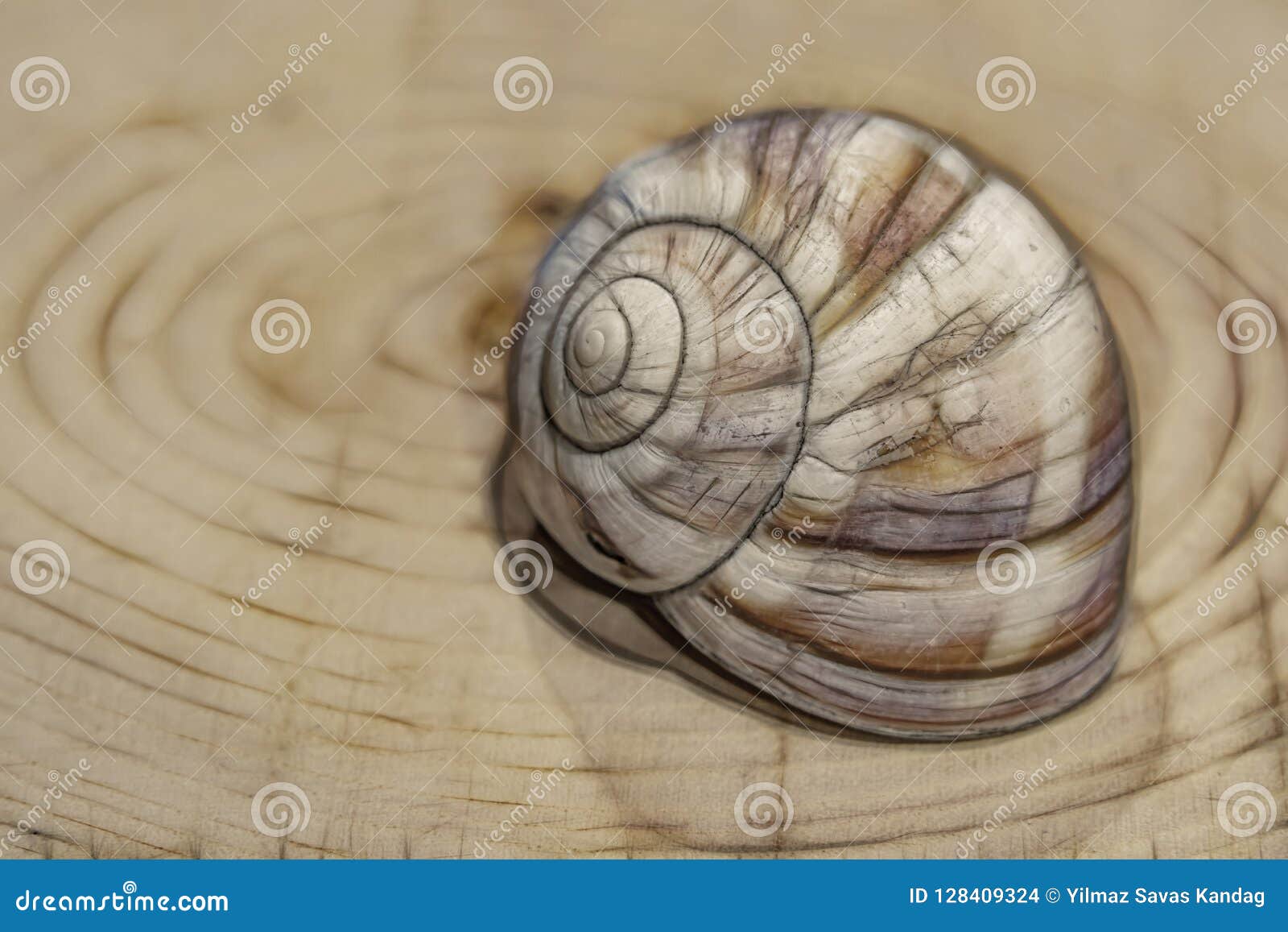 Close Up Snail Shell in Nature Stock Photo - Image of shell, snail ...