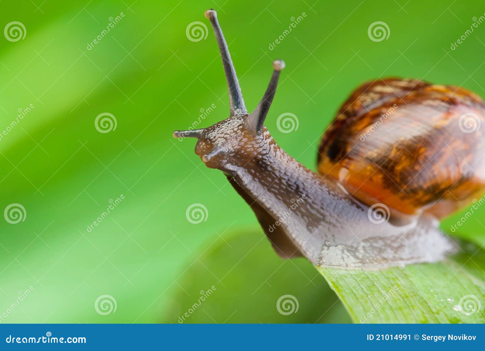 Close-up Of Snail In Nature Retreated In The Snail Shell Stock Image ...