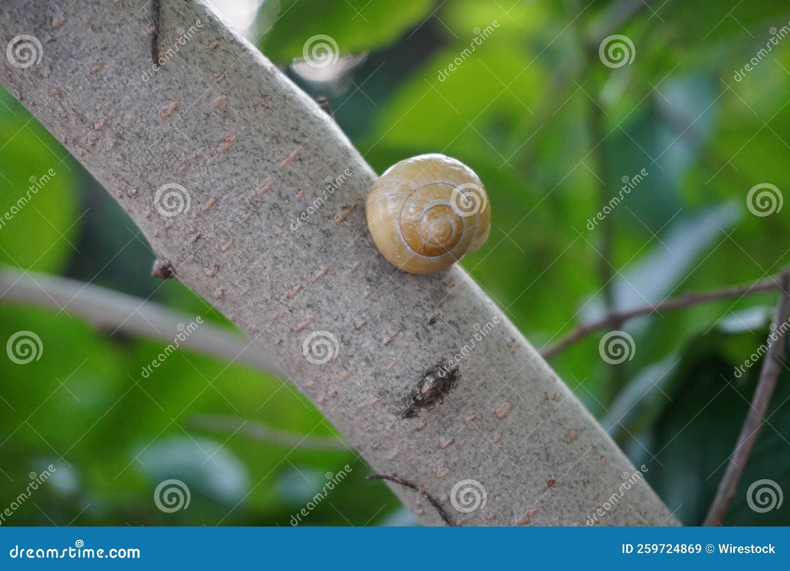 Close-up of a Snail on a Tree Branch Stock Image - Image of mollusk ...
