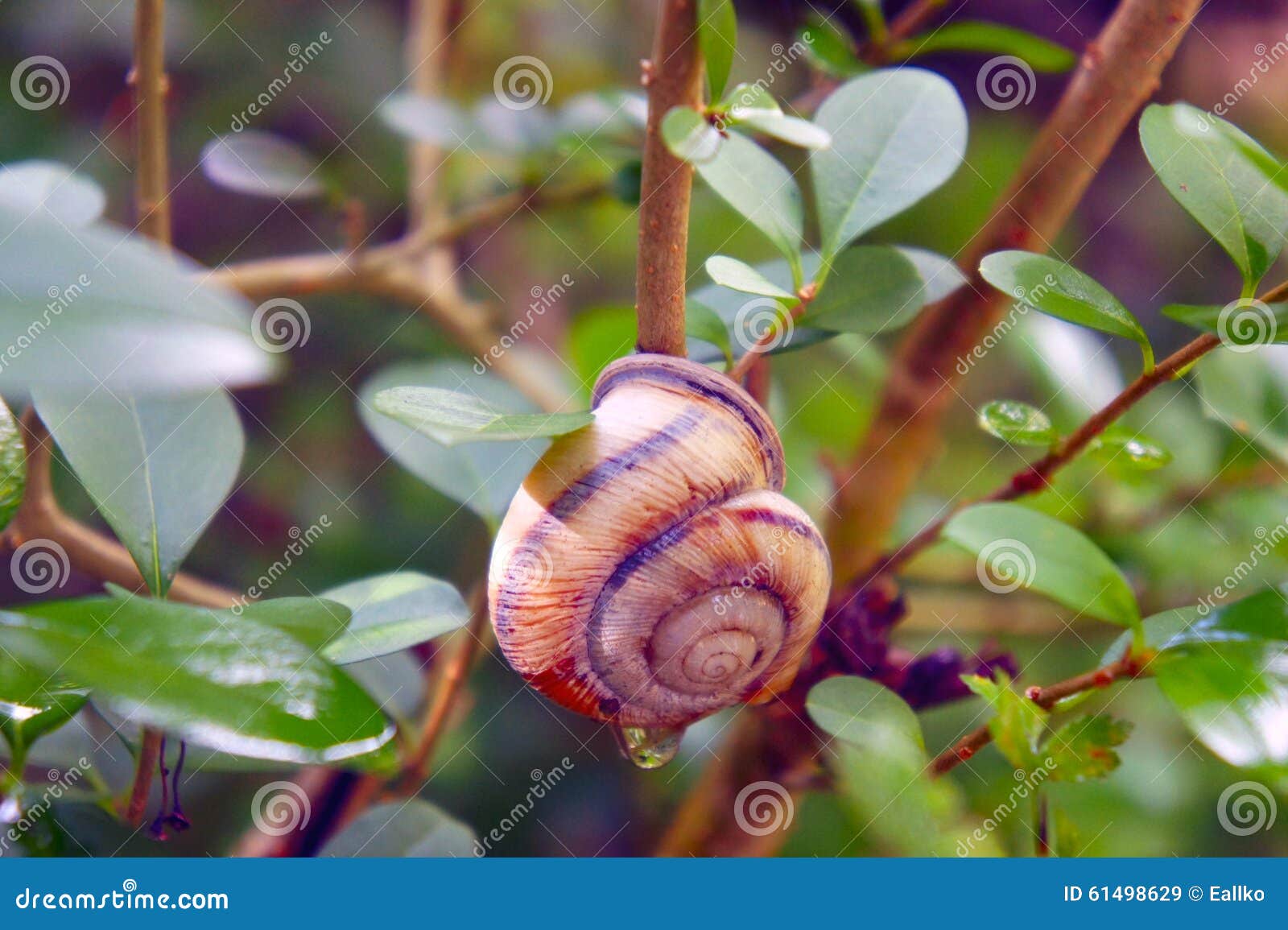 Close-up of a Snail on the Tree Stock Image - Image of grass, nature ...
