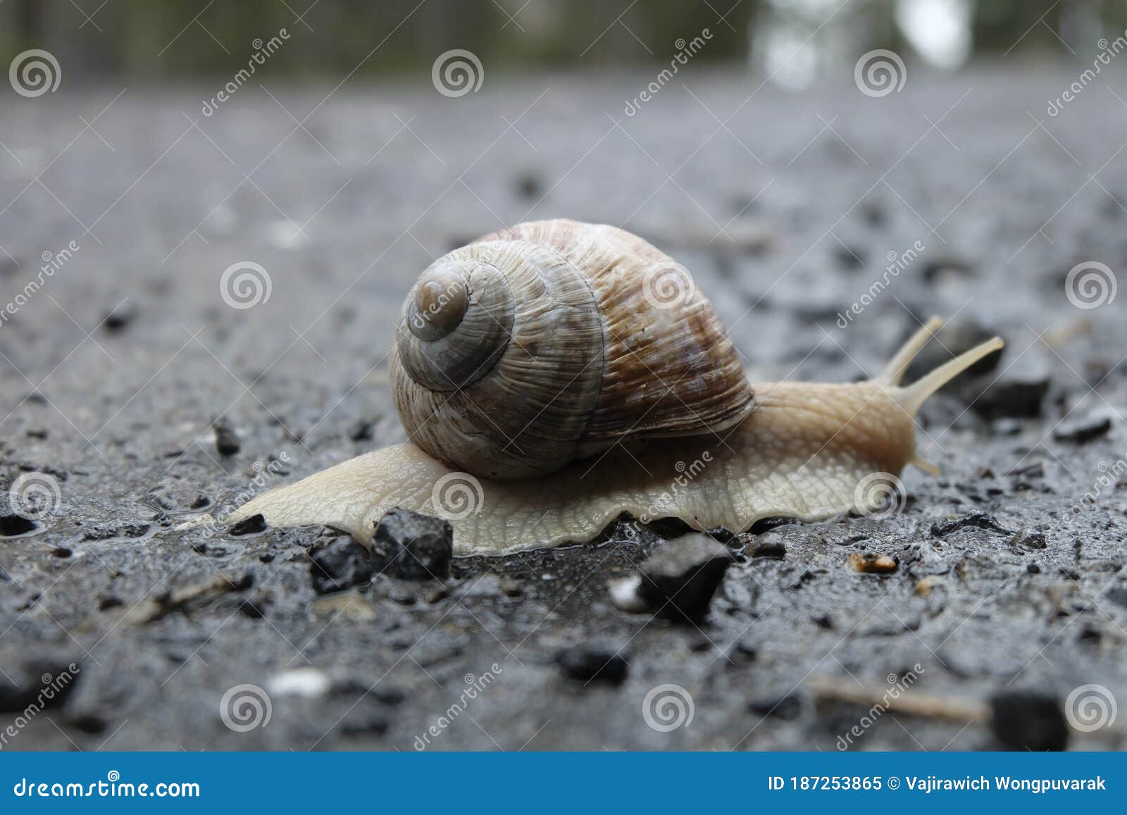 Close-up of Snail on Wet Road. Stock Image - Image of heart, impossible ...