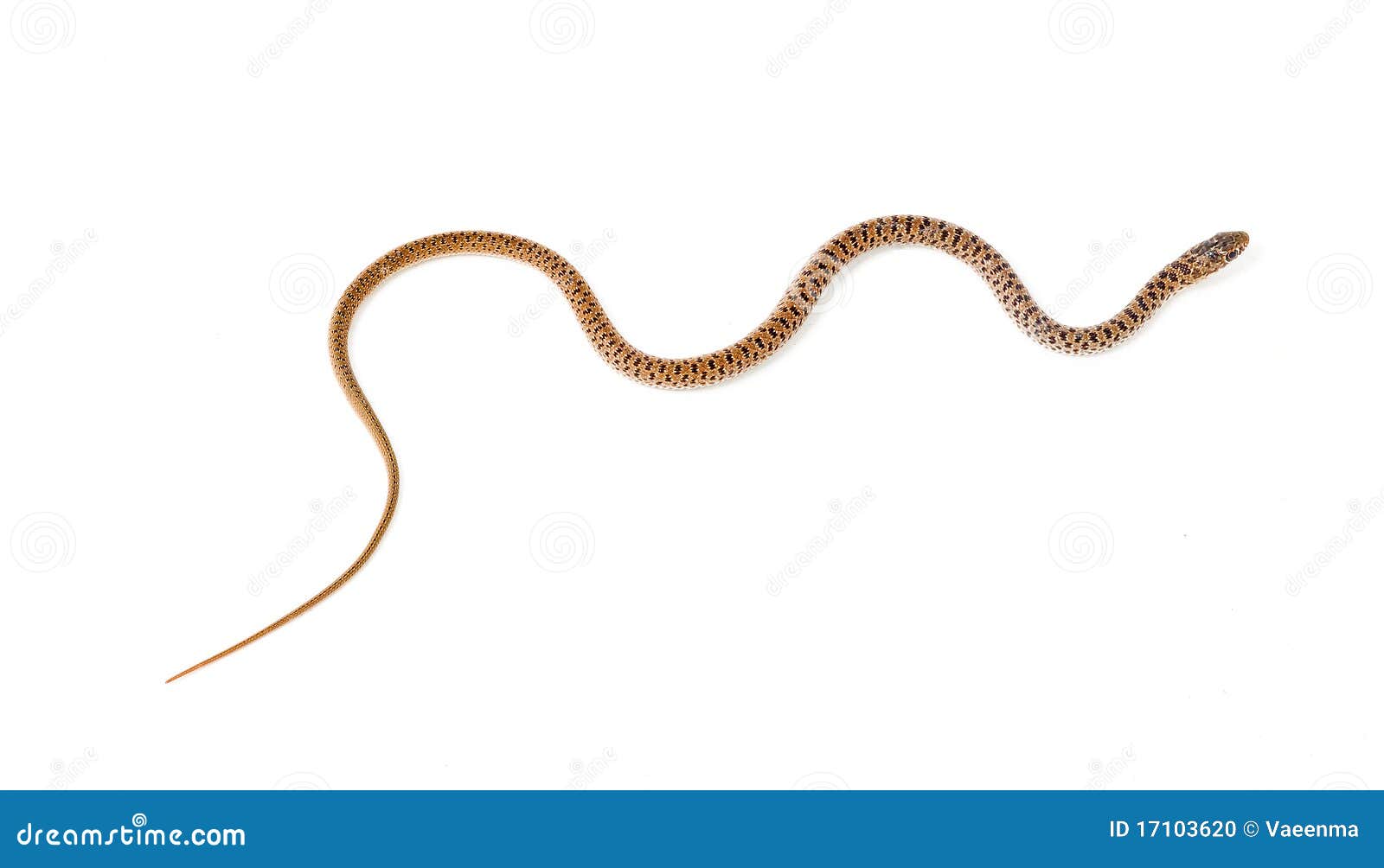 Close up of snake stock photo. Image of close, snake - 17103620