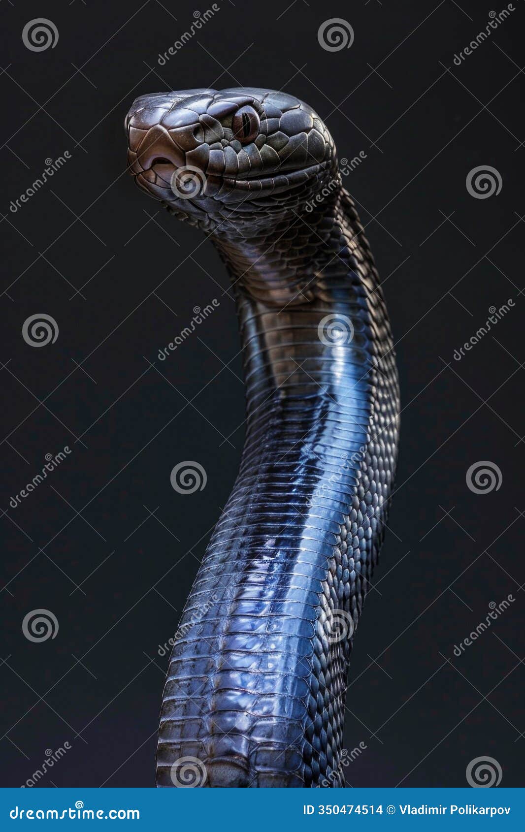 A Close Up of a Snake on a Black Background. Suitable for Educational ...