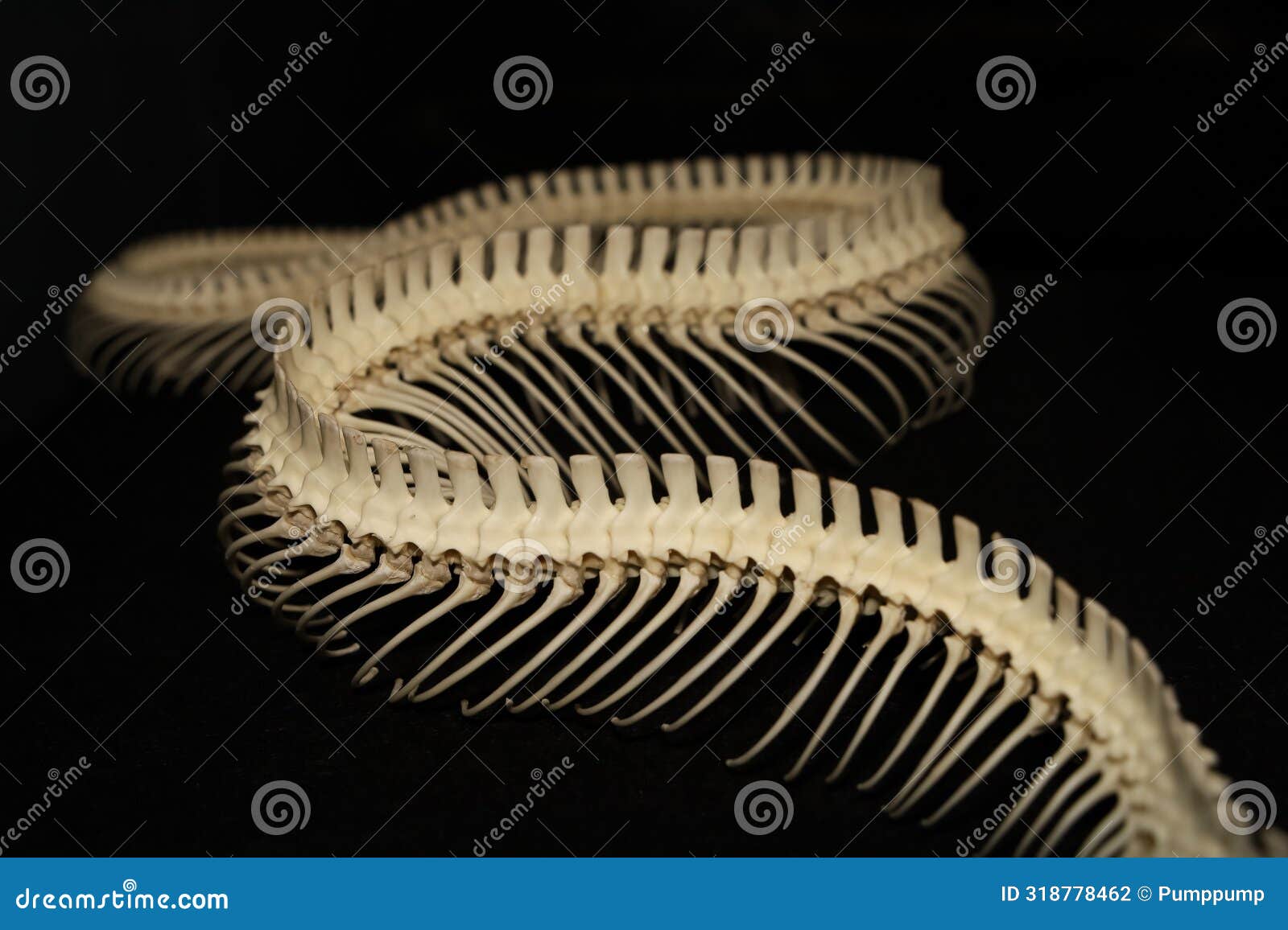 Close Up Snake Bone on Black Background Stock Photo - Image of learning ...