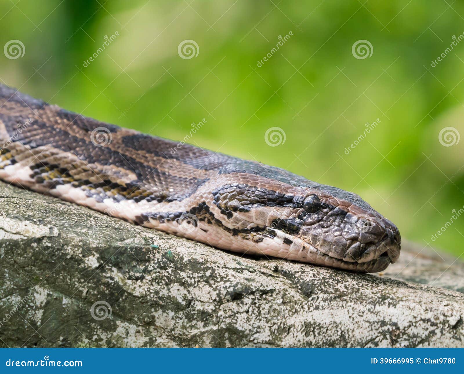 Close up snake stock image. Image of wildlife, nature - 39666995