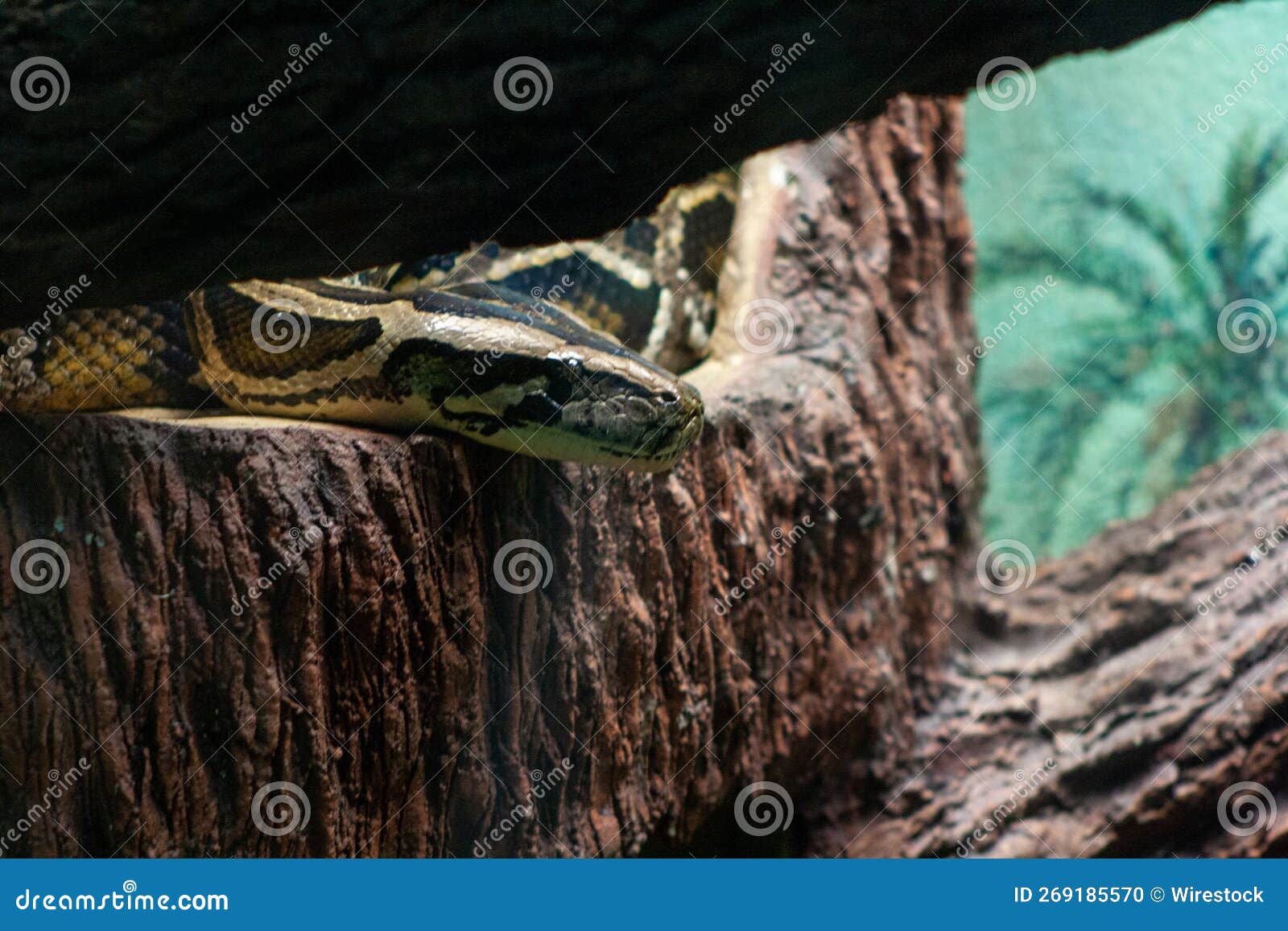 Close Up of a Snake in Nature Stock Photo - Image of venomous, view ...
