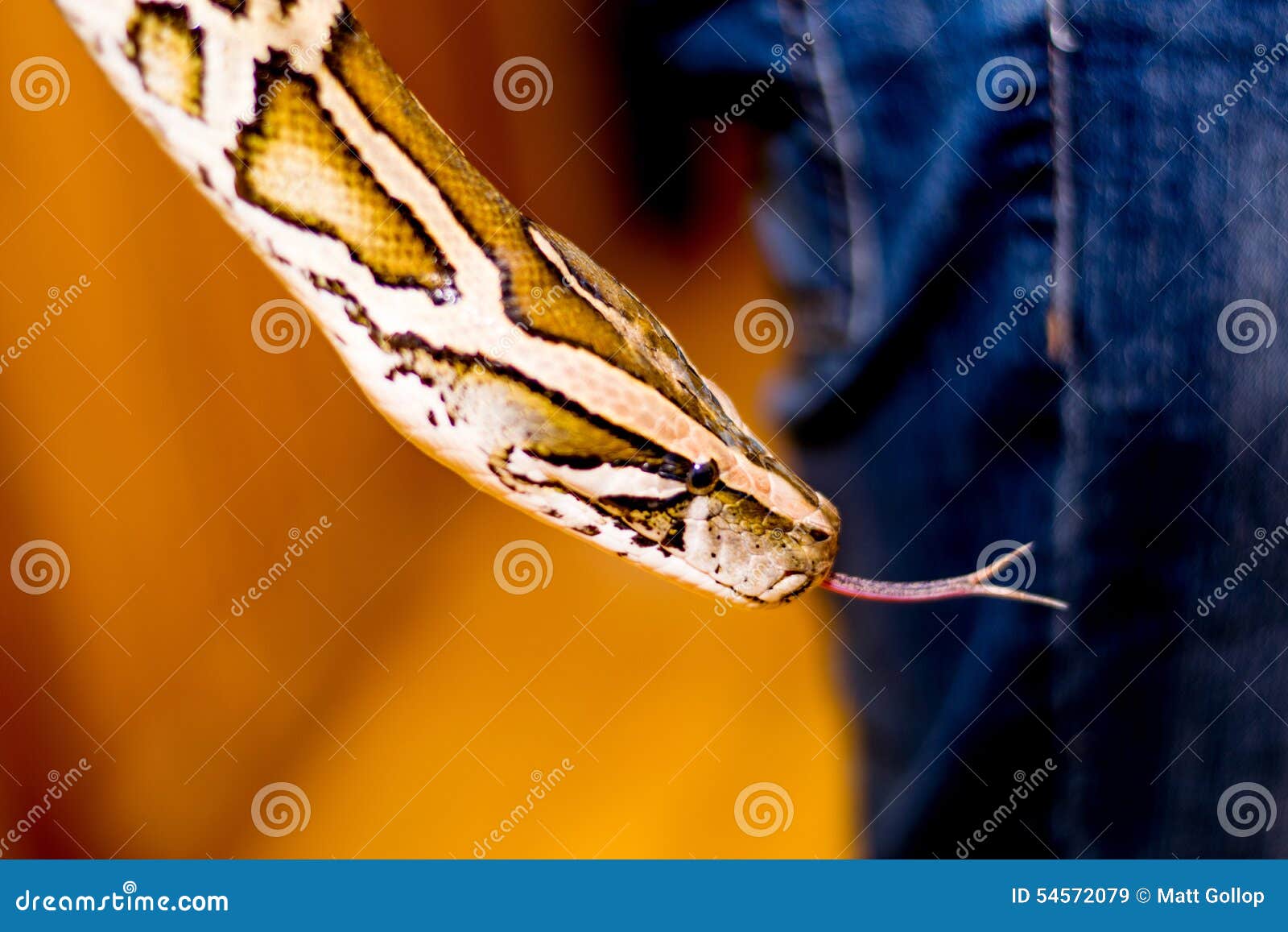 Close up of a snake stock image. Image of wildlife, black - 54572079