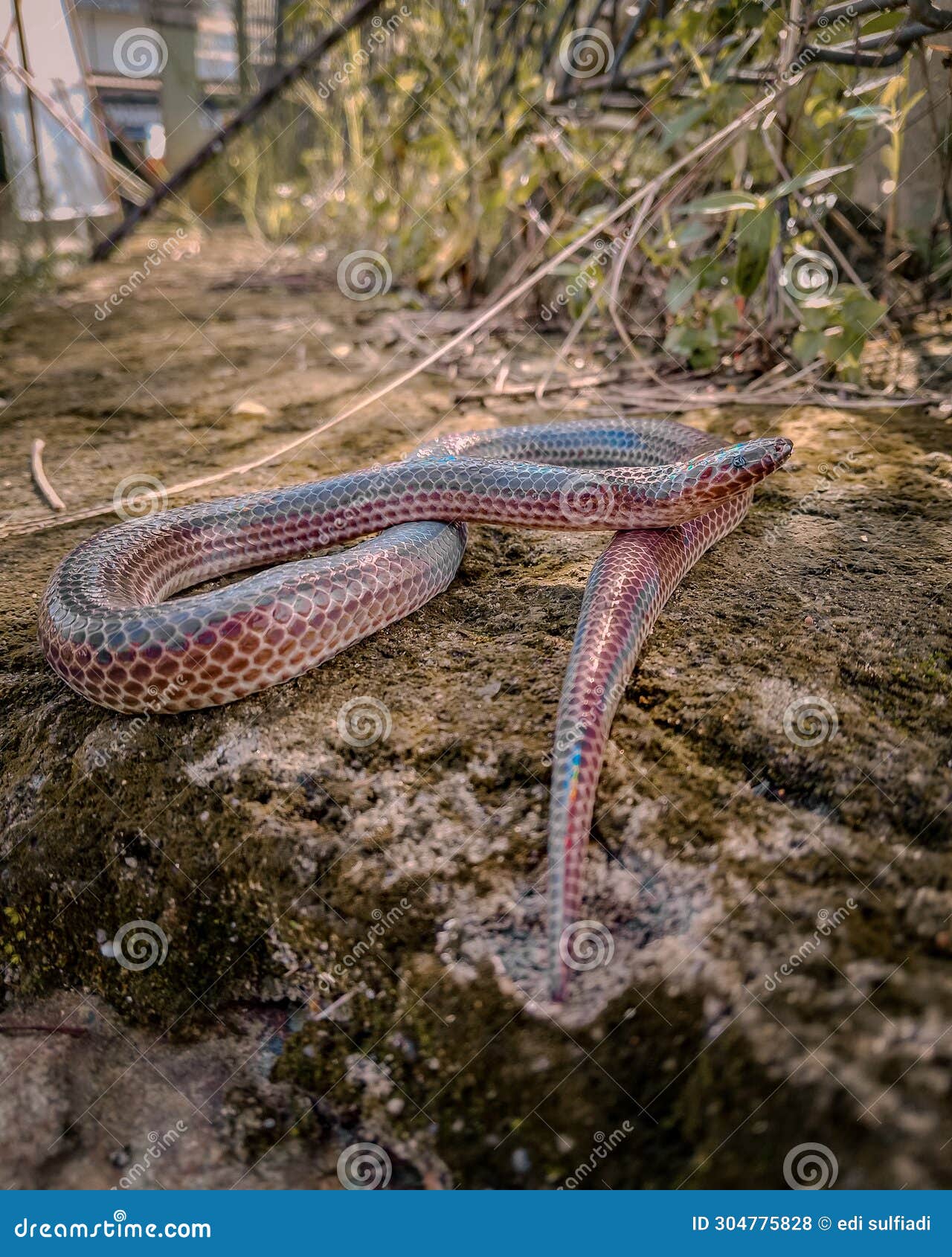 Close-up of Snake on the Rock Stock Photo - Image of reptile, close ...