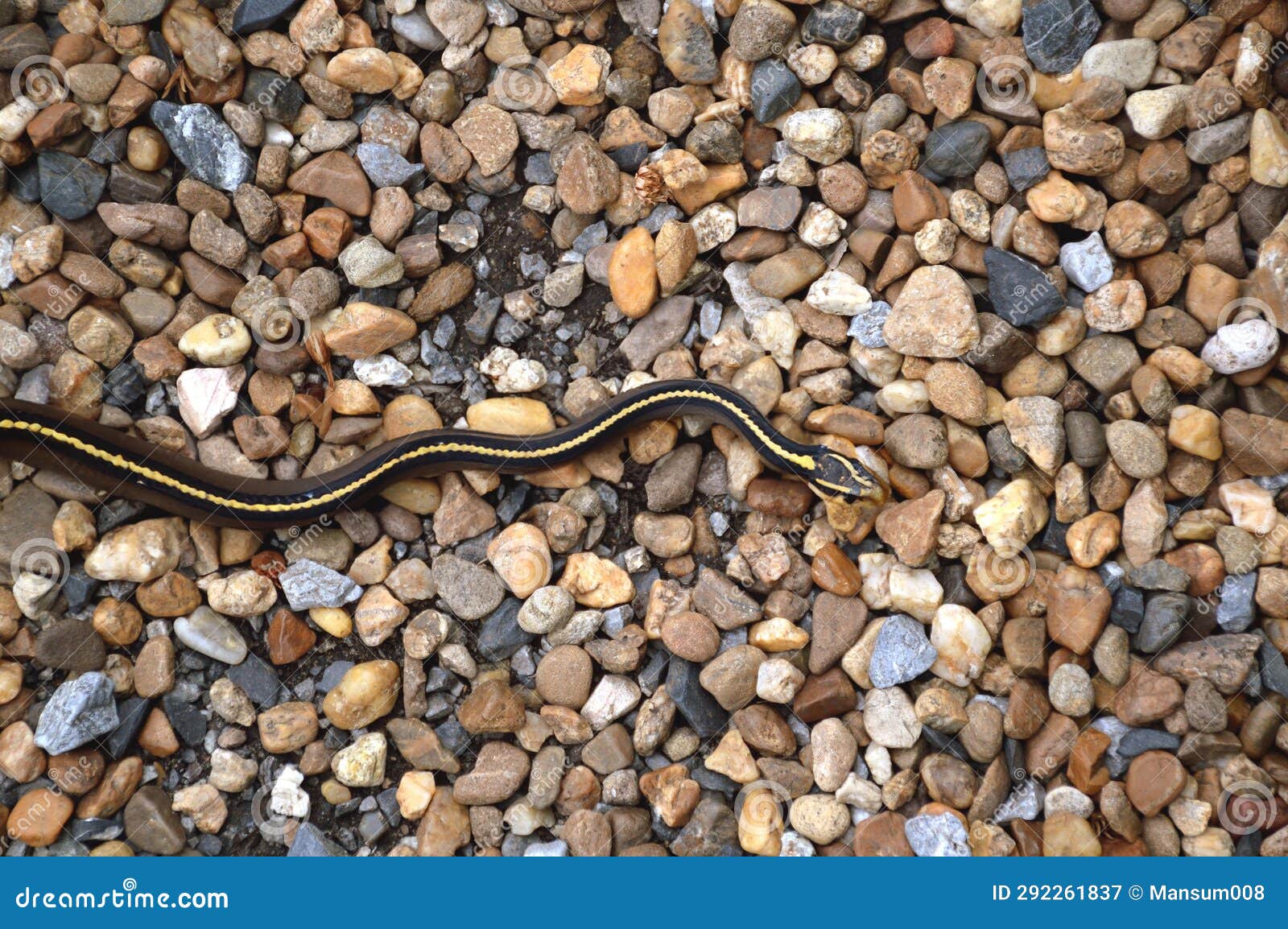 Snake in the sand stock image. Image of dangerous, close - 292261837