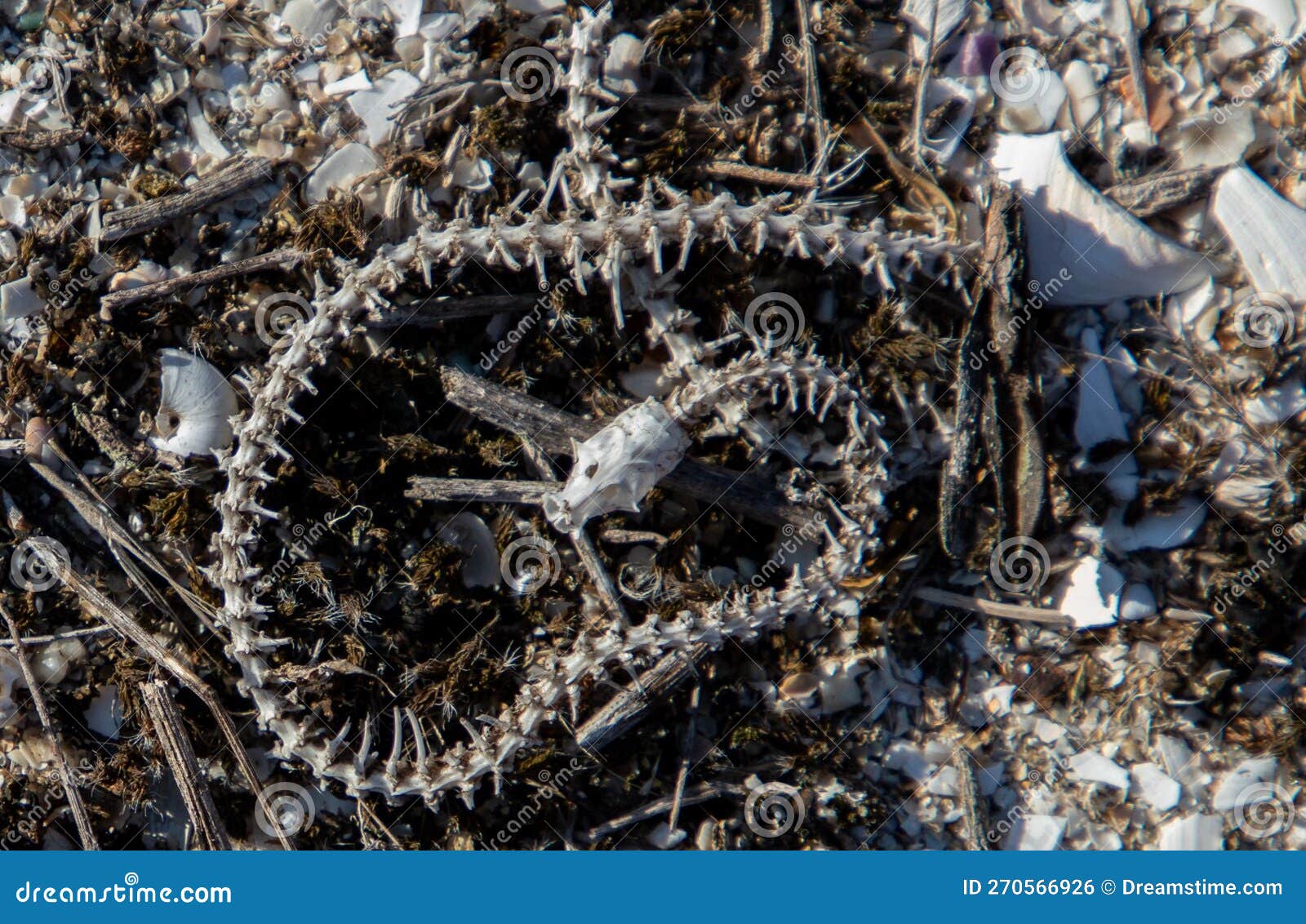 A Close-up of a Snake Skeleton on the Seashore Stock Photo - Image of ...