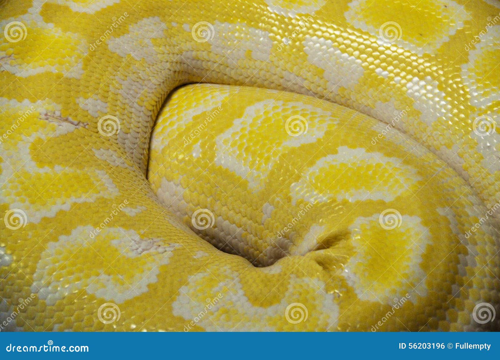 Close up of snake skin stock photo. Image of skin, white - 56203196