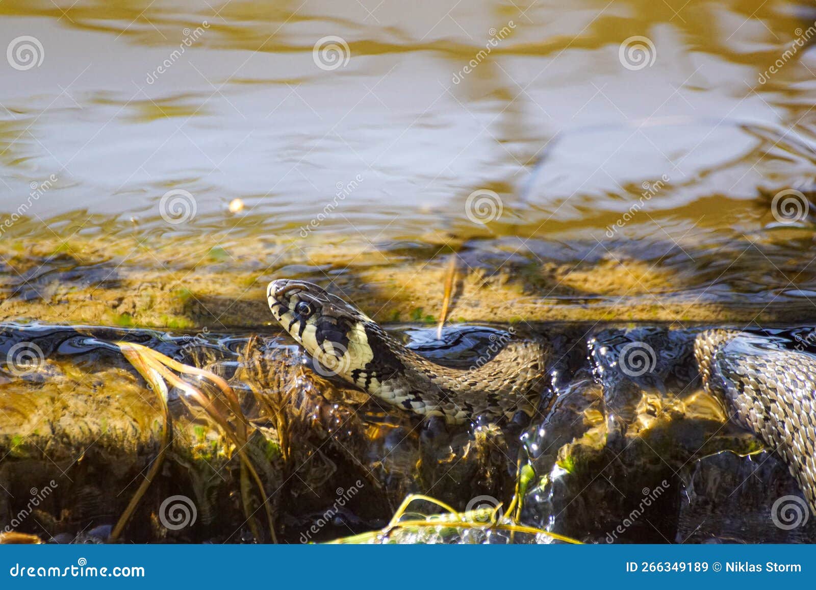 Close Up of a Snake in the Water Stock Image - Image of wildlife ...