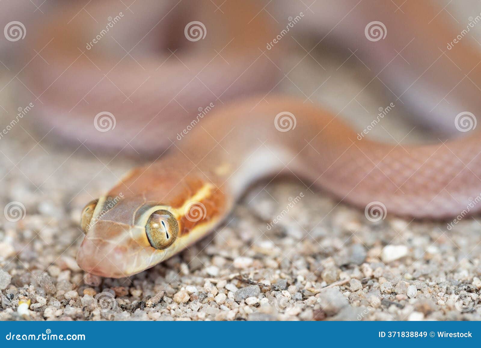 Close-up Of A Snake Basking In Sunlight Stock Photography ...