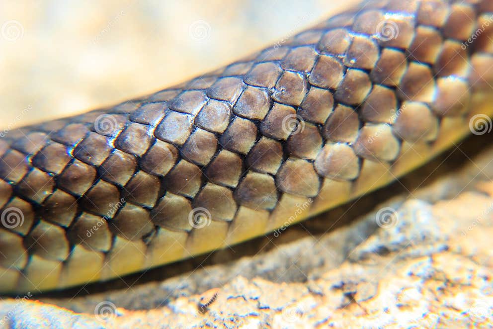 Close-up of snakeskin stock photo. Image of snakeskin - 102317836