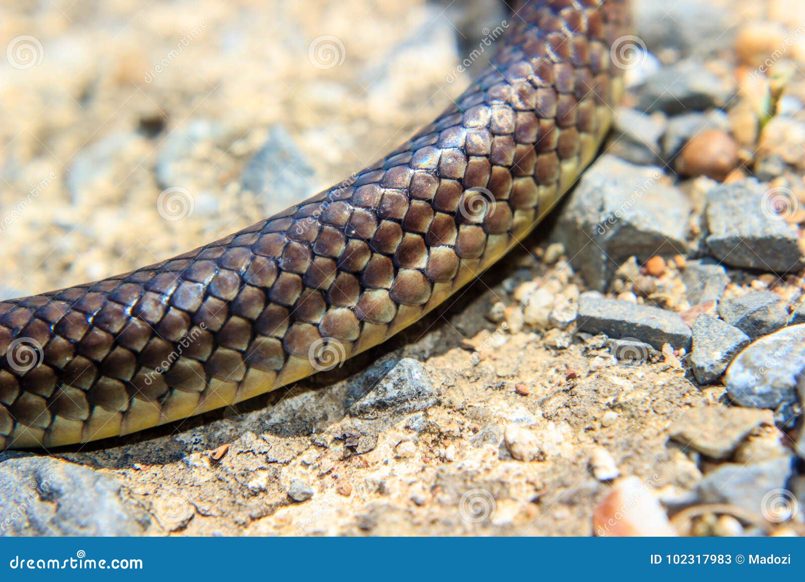 Close-up of snakeskin stock image. Image of species - 102317983
