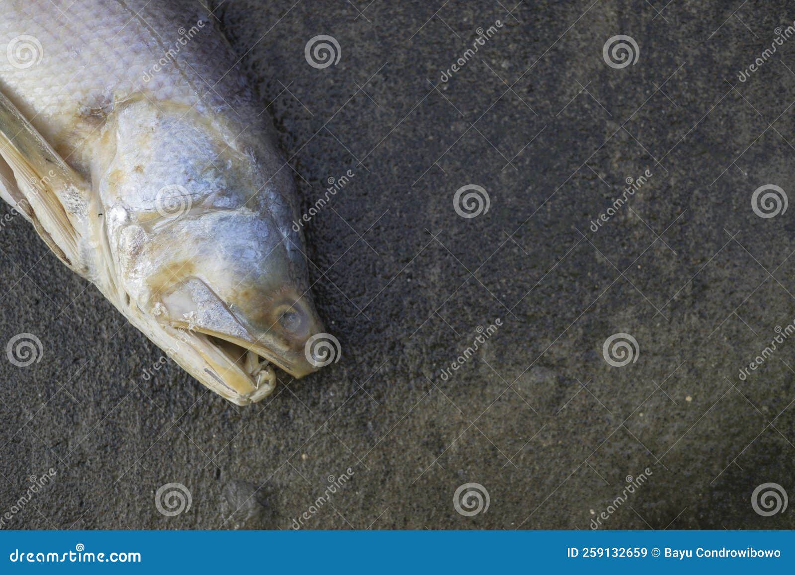 Close Up Snapper Isolated on a White Background Stock Image - Image of ...