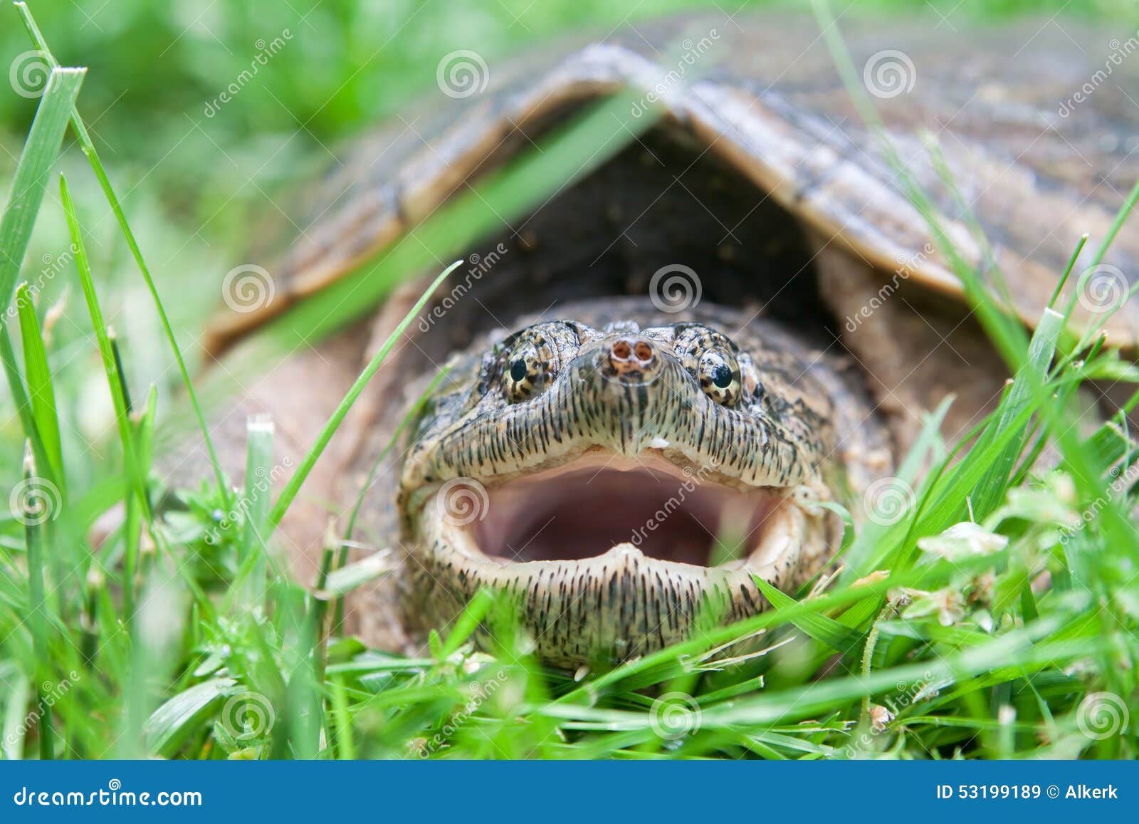 Close Up of a Snapping Turtle Mouth Stock Image - Image of tortoise ...