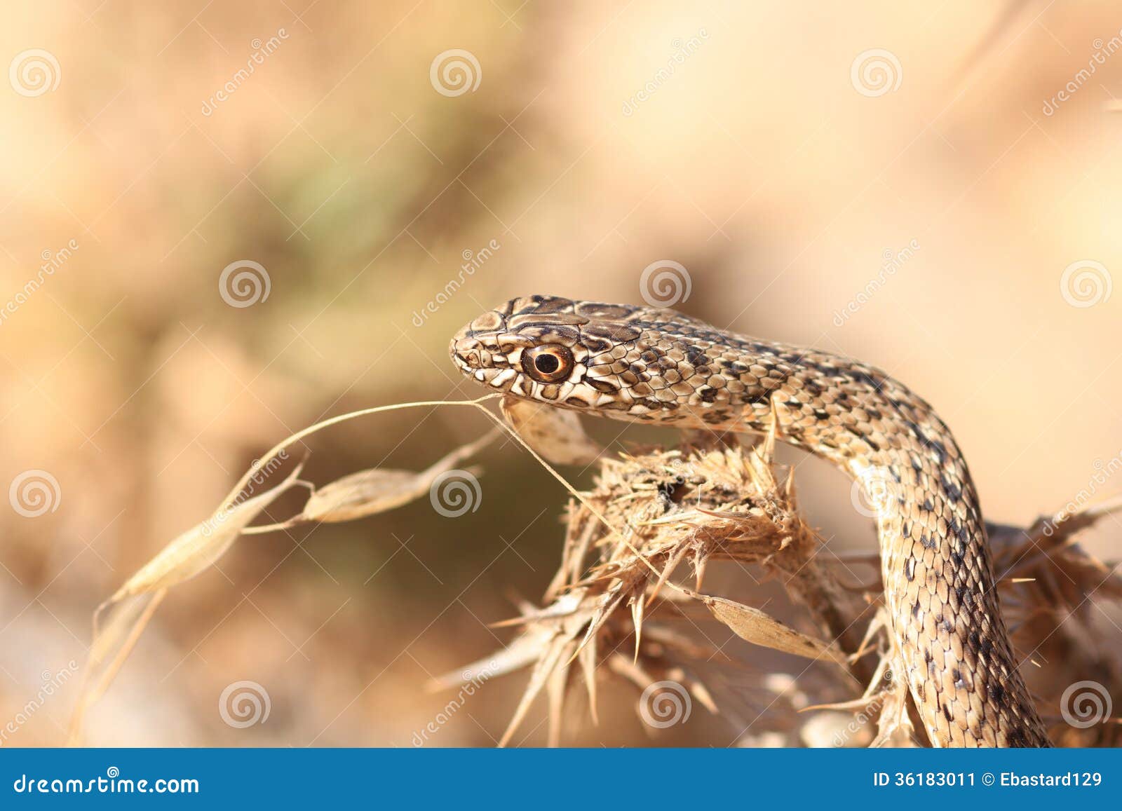 Close up of snke stock image. Image of reptile, nonaggresive - 36183011