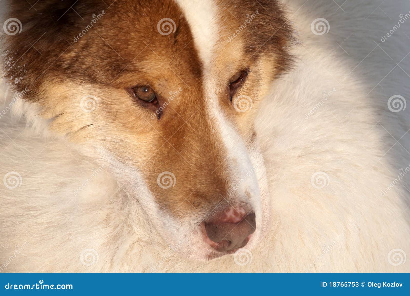 Close-up Snout of Husky Dog Stock Image - Image of nursery, northern ...