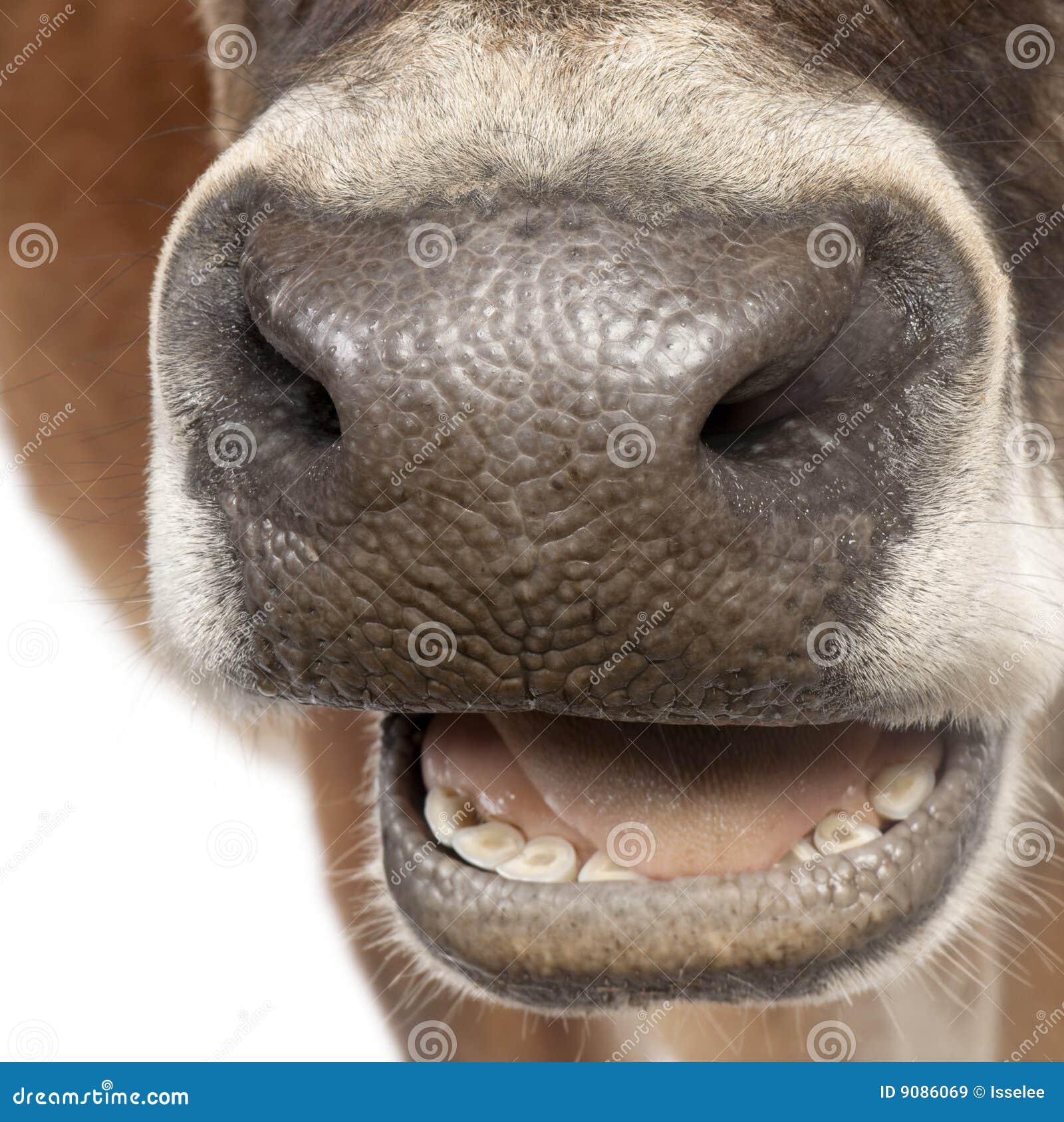 Close-up on a Snout of a Jersey Cow (10 Years Old) Stock Image - Image ...