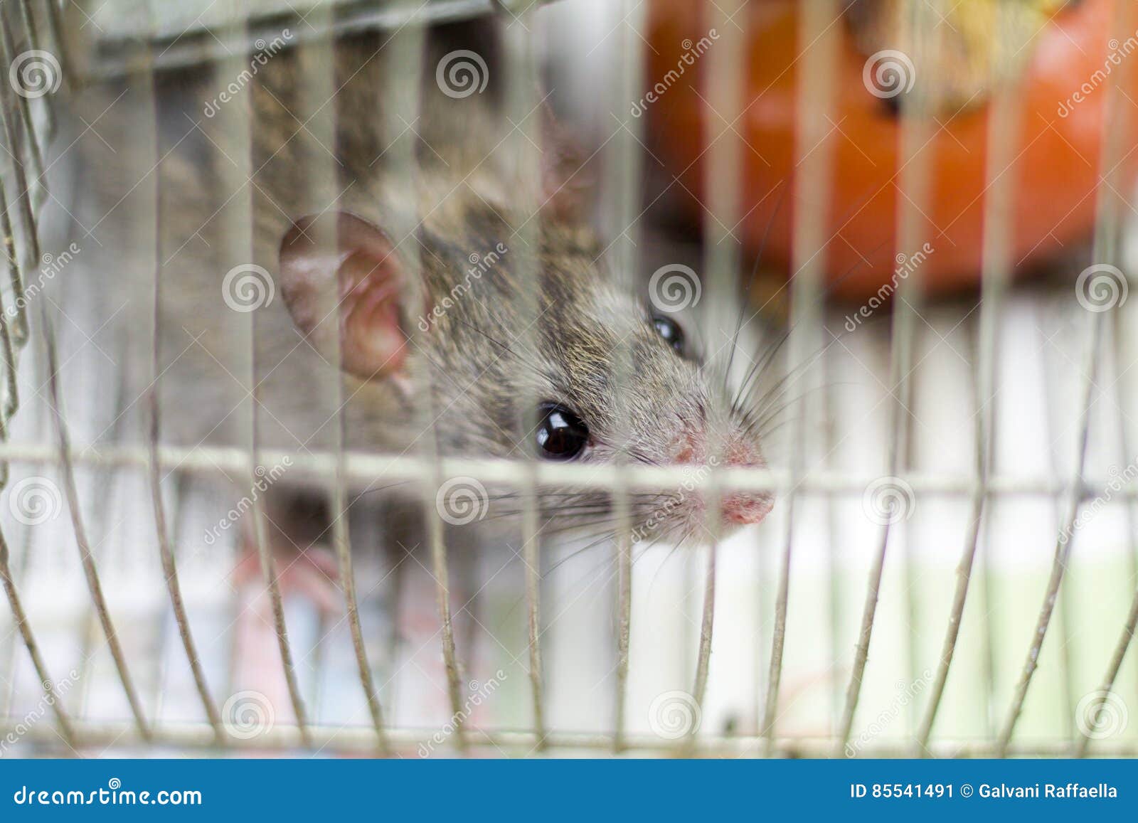 Close Up of a Snout Mouse in a Cage Stock Image - Image of watching ...