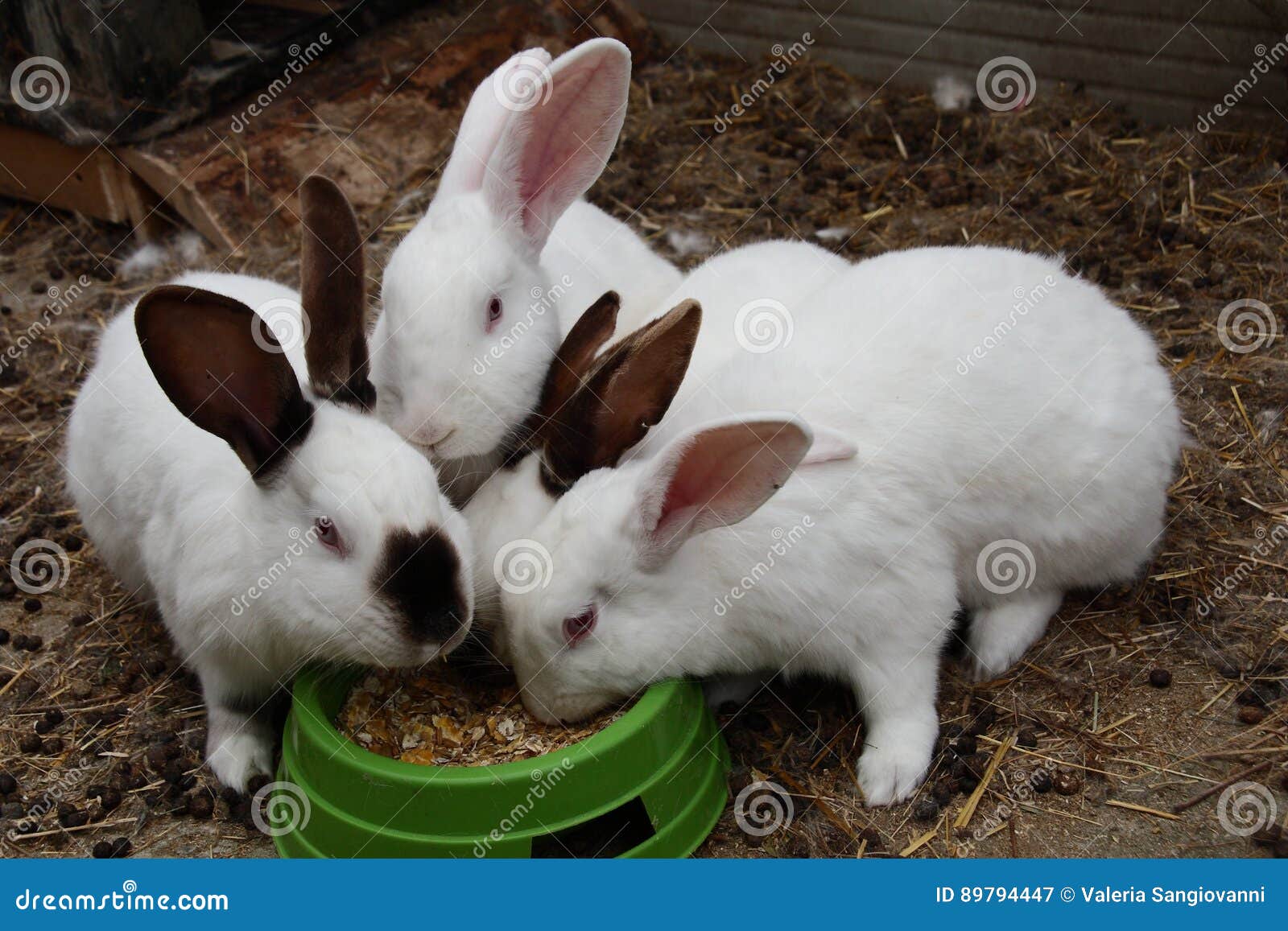 Close up snout rabbit stock image. Image of eating, lovely - 89794447