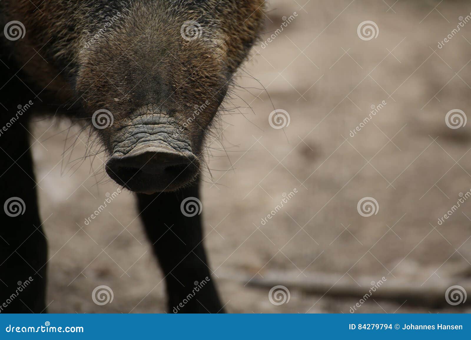 Close Up of the Snout of a Wild Boar (Sus Scrofa) Stock Photo - Image ...
