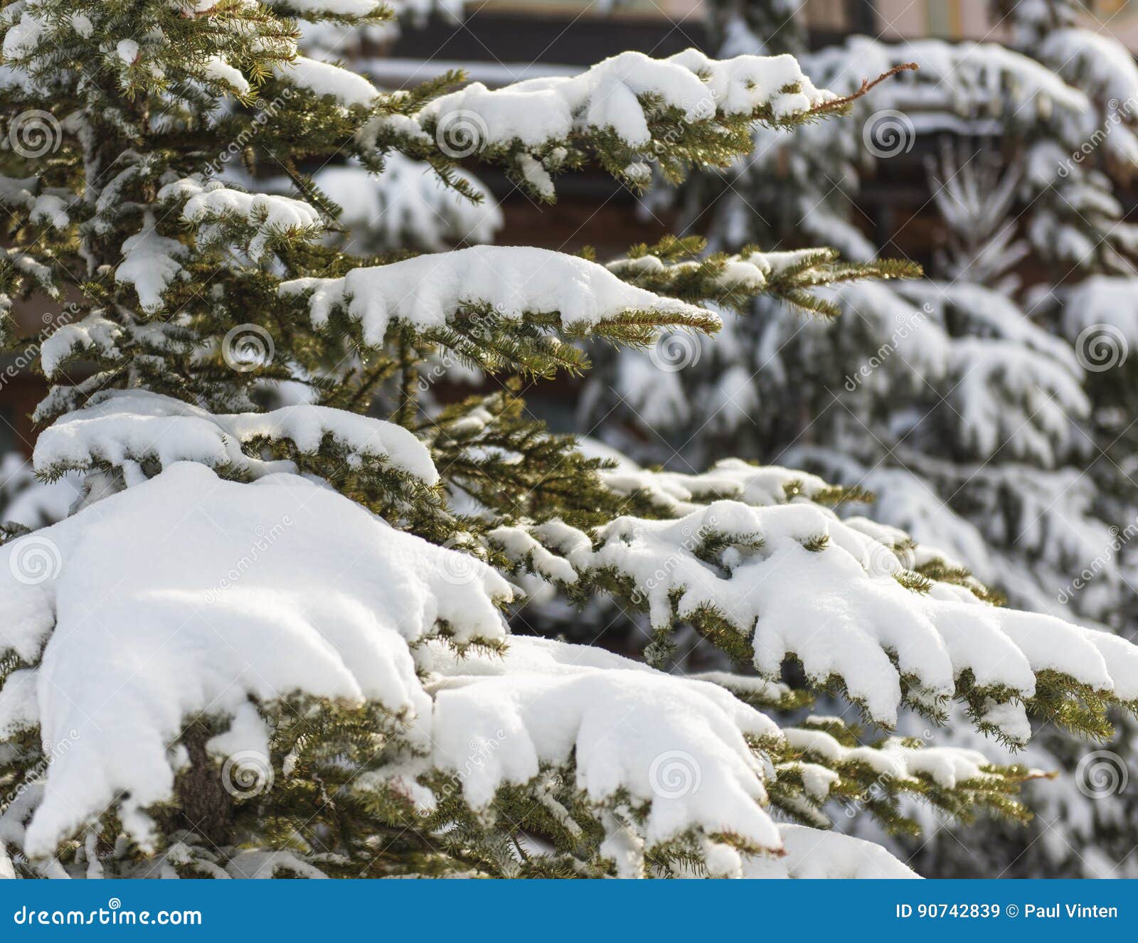 Close-up of Snow Covered Coniferous Pine Tree Stock Image - Image of ...