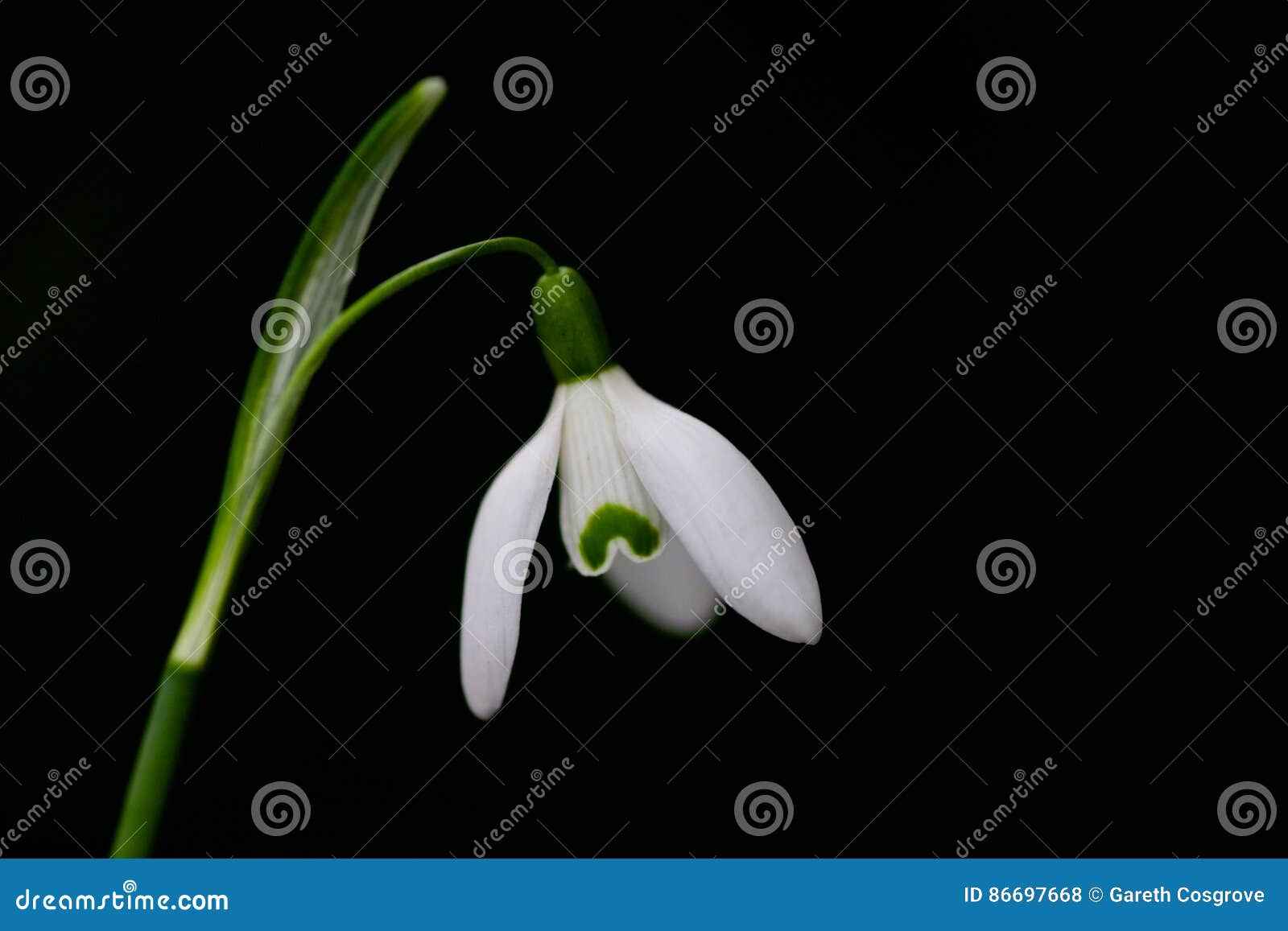 Close Up of Snow Drop Flower 2 Stock Photo - Image of northern, county ...