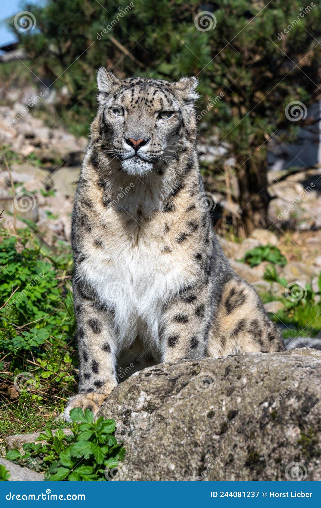 Close-up of a Snow Leopard Panthera Uncia Syn. Uncia Uncia Stock Image ...