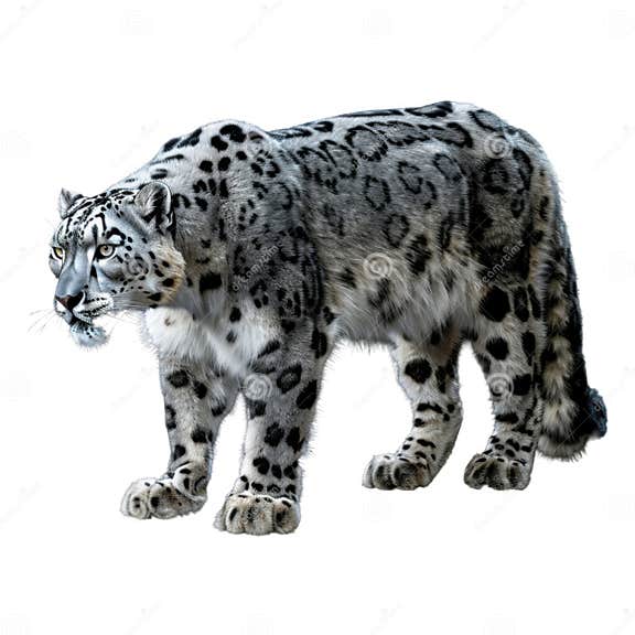 A Close-Up of a Snow Leopard Standing Stock Illustration - Illustration ...