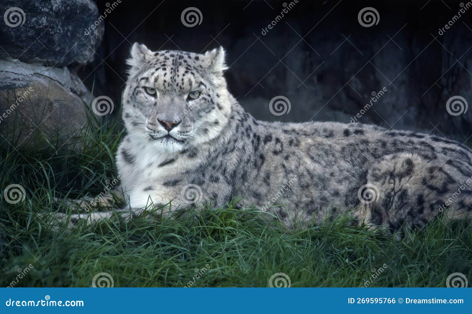 Snow leopard lying stock photo. Image of feline, uncia - 269595766