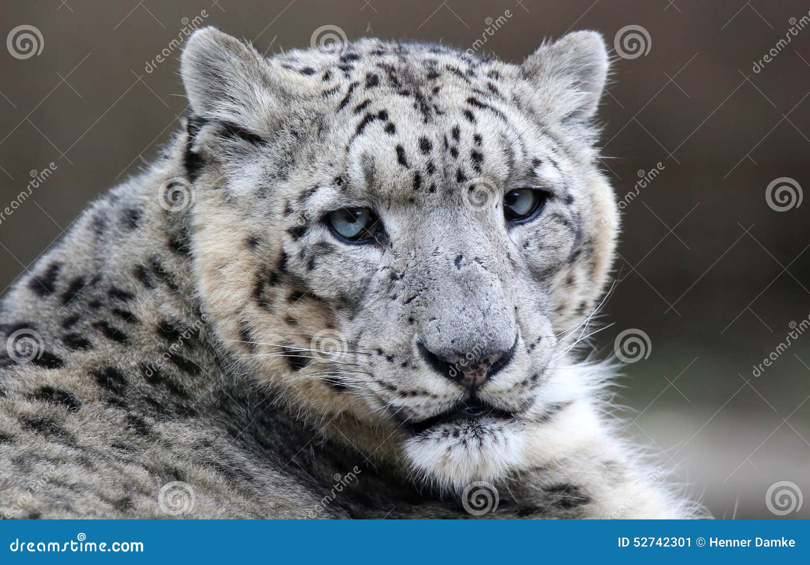 Close-up of a Snow leopard stock image. Image of wild - 52742301