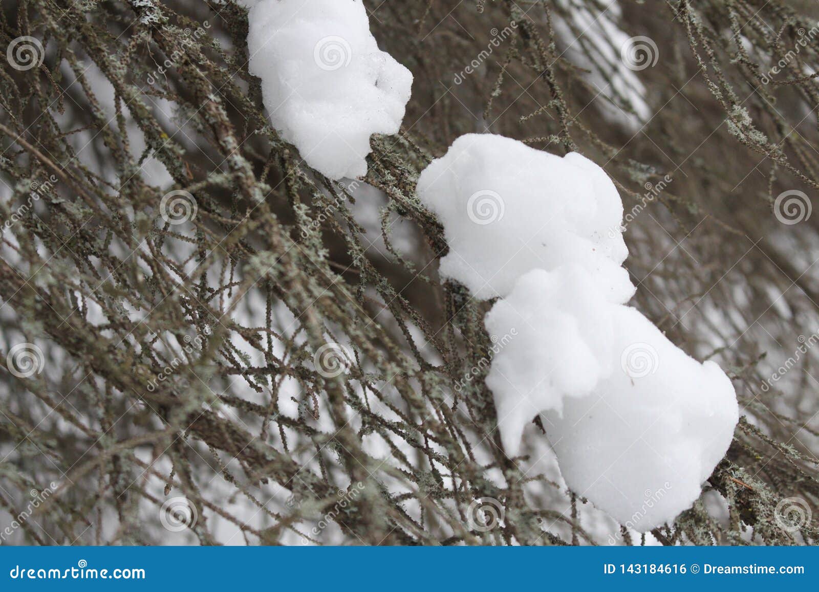 Close Up on Snow on Tree Branch in Winter Stock Photo - Image of quebec ...