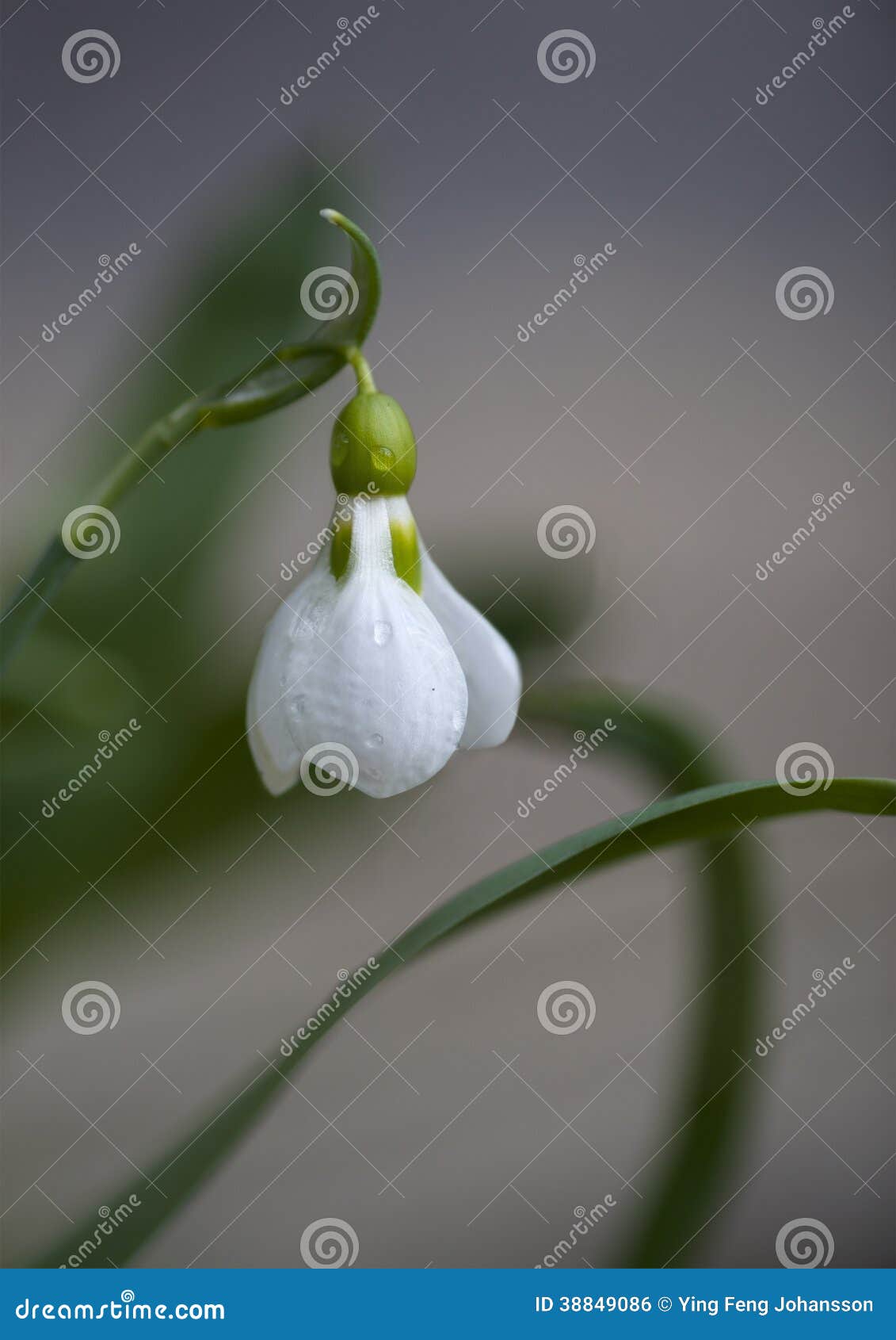 Close up of snowdrop stock photo. Image of rain, white - 38849086