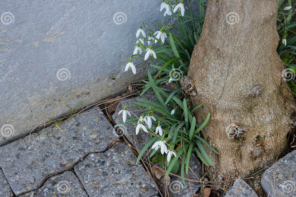 Close Up of Snowdrops Growing between a Tree Trunk and Cobblestones ...