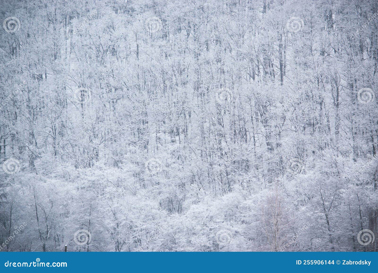 Snow-covered Branches of a Fallen Deciduous Tree in the Winter Forest ...
