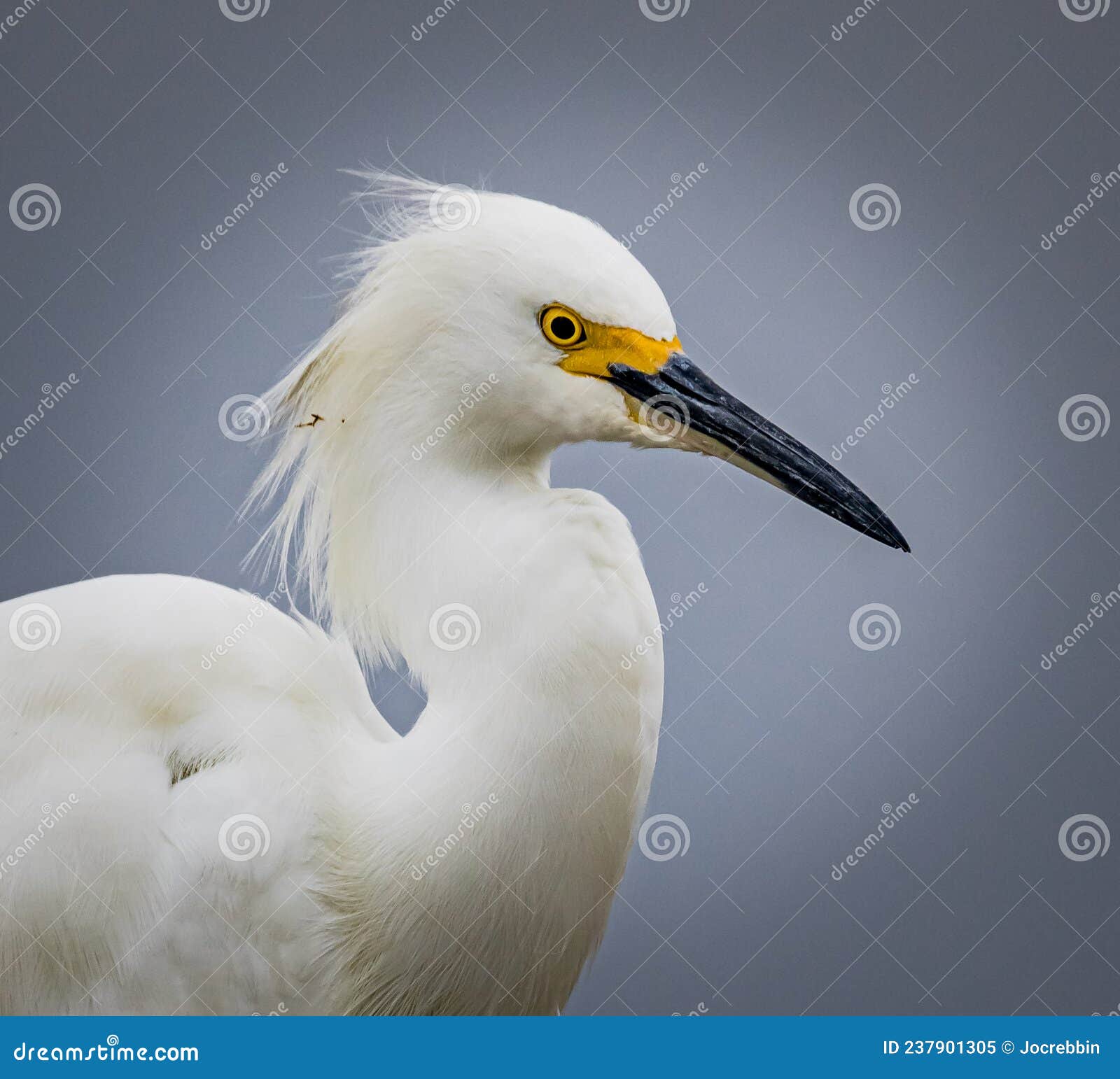 Close Up of a Snowy Egret in Breeding Plumage and Colors Stock Image ...