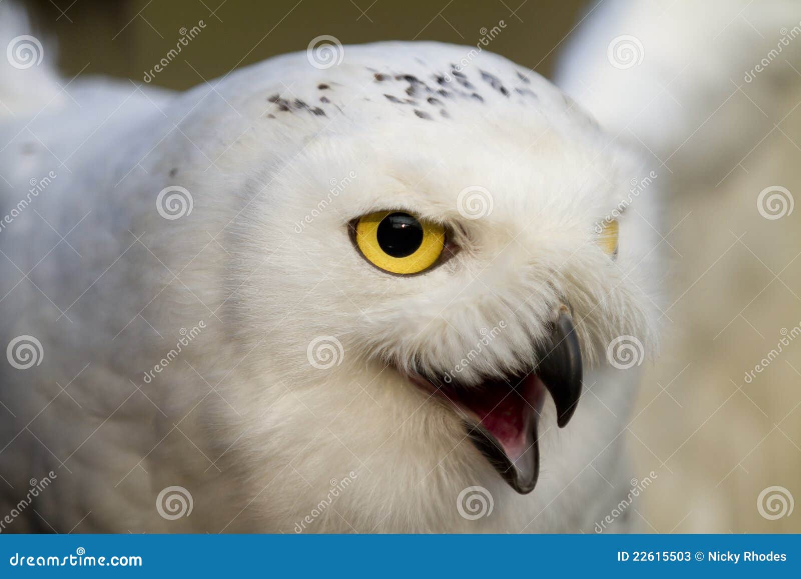 Close Up of a Snowy Ol with His Beak Open Stock Image - Image of prey ...