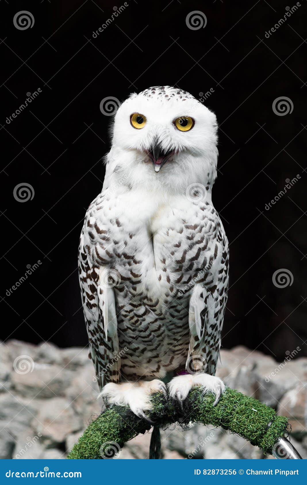Close Up of Snowy Owl Sits on Perch Stock Photo - Image of horned, sits ...