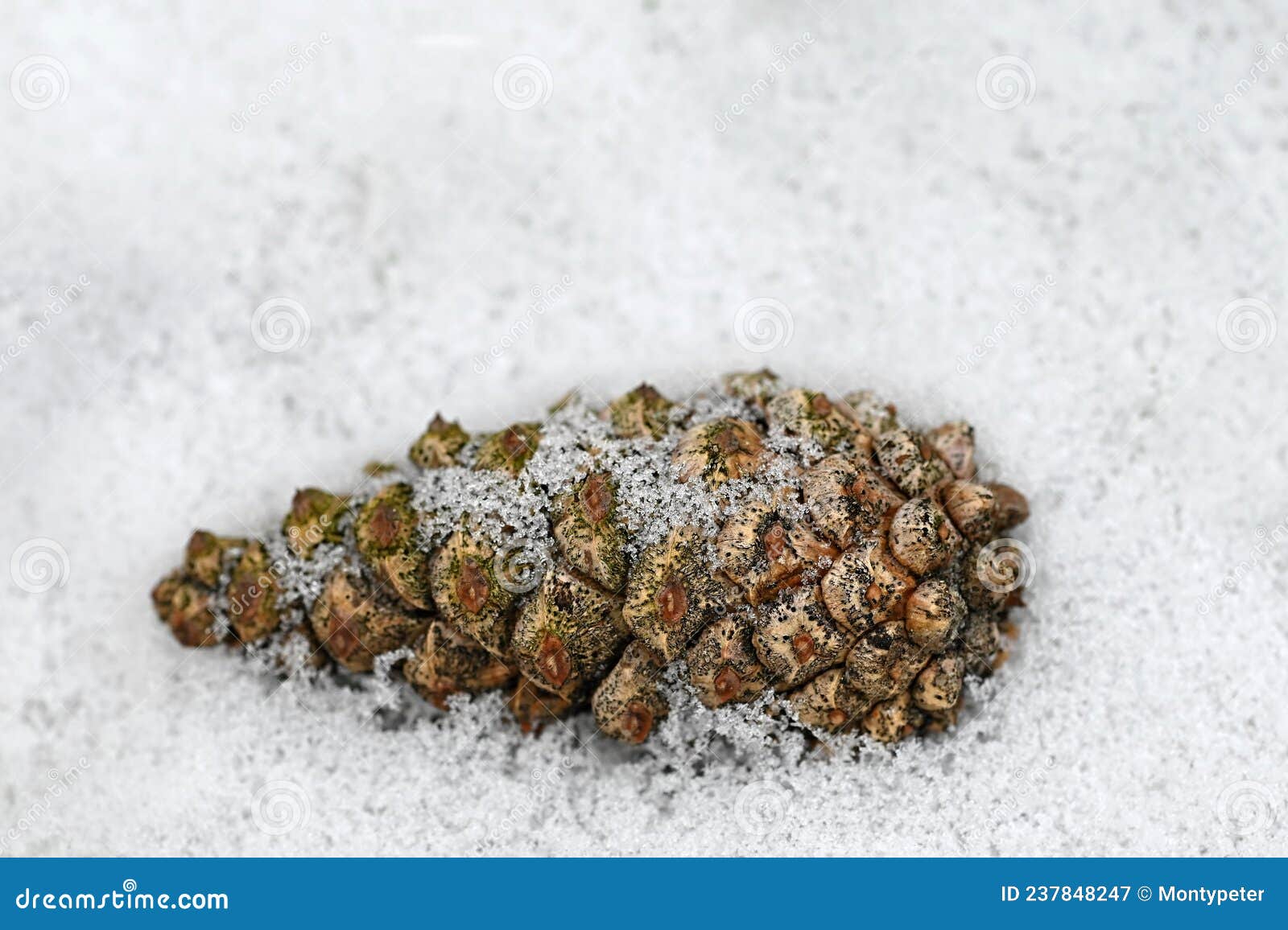 Close-up of Snowy Pine Cones in the Snow Stock Image - Image of ...