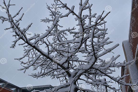 Close Up Snowy Tree Branches Stock Image - Image of branches, snow ...
