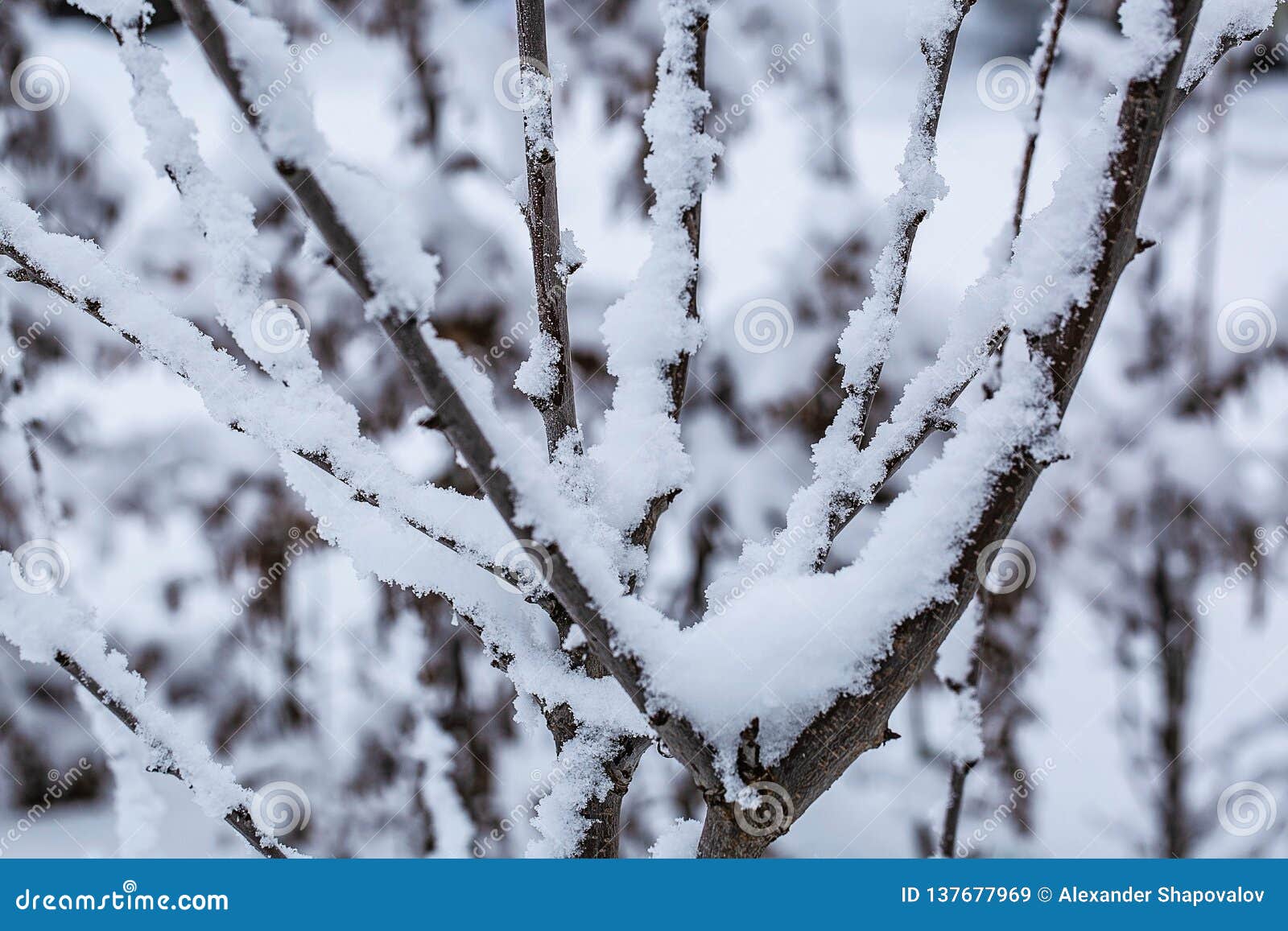 Close Up Snowy Tree in Winter. Beautiful Winter Background Stock Image ...