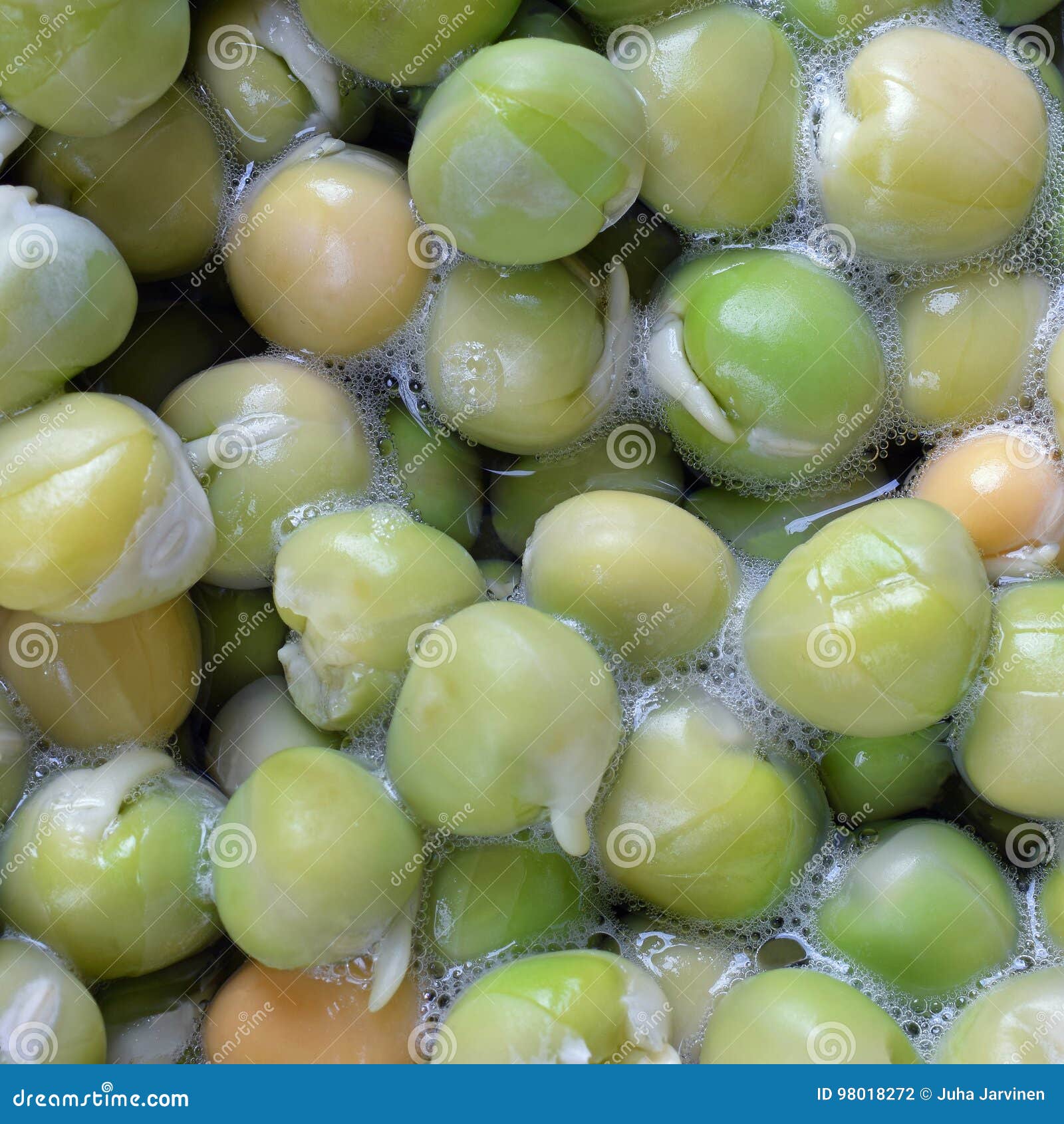 Close up of soaking peas stock photo. Image of closeup - 98018272
