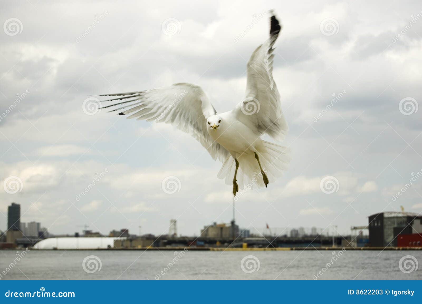 Close Up of Soaring Seagull Stock Image - Image of soar, animal: 8622203