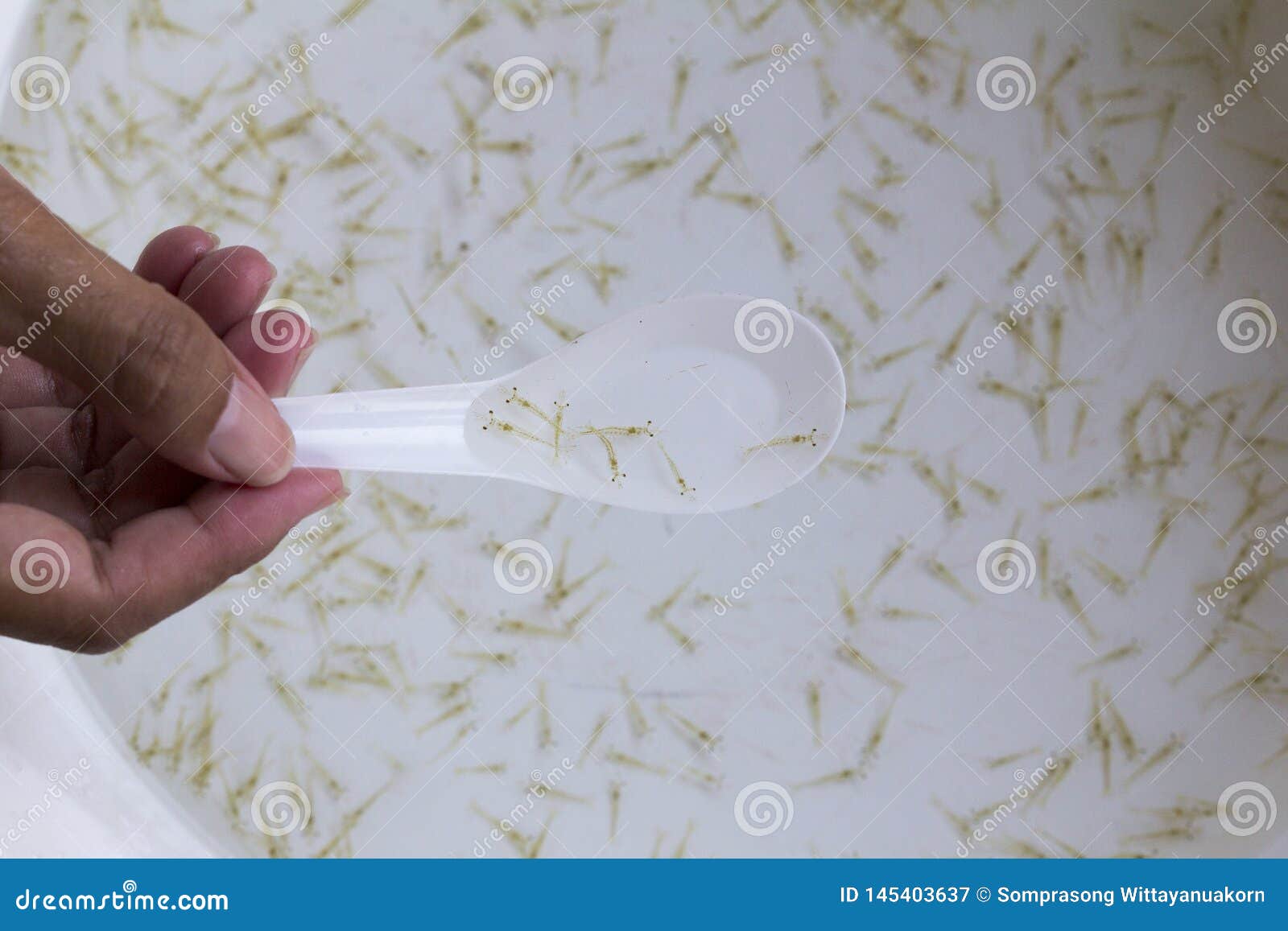 Close Up And Soft Focus Of Post Larva Shrimp Litopenaeus Vannamei In A ...