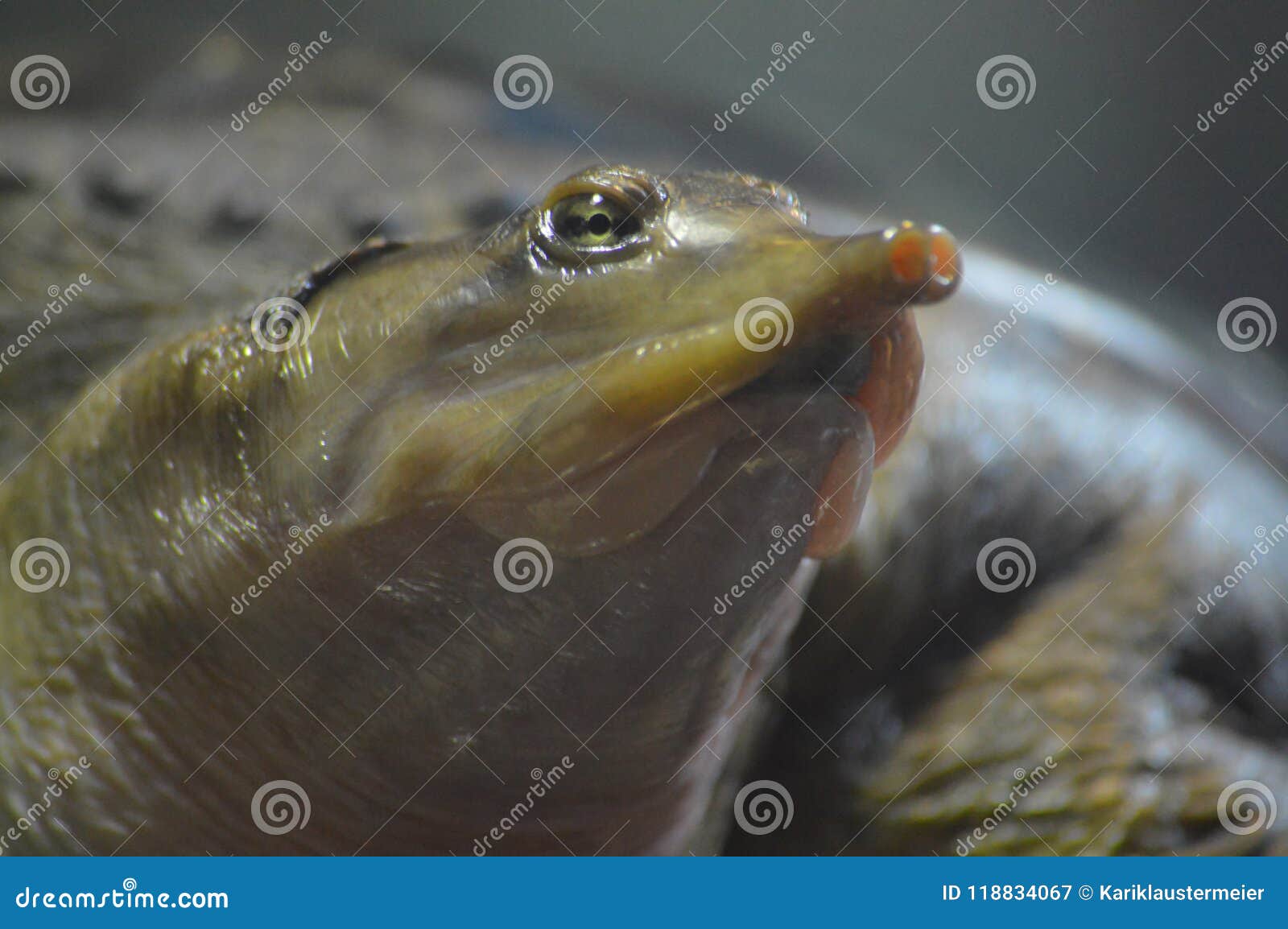 Close Up of a Soft Nose Turtle Stock Image - Image of explore ...