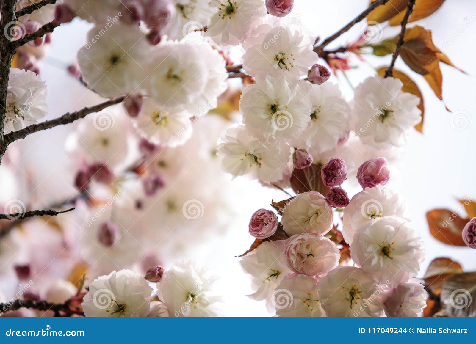 Soft Pink Cherry Blossoms in Spring Stock Photo - Image of pink ...