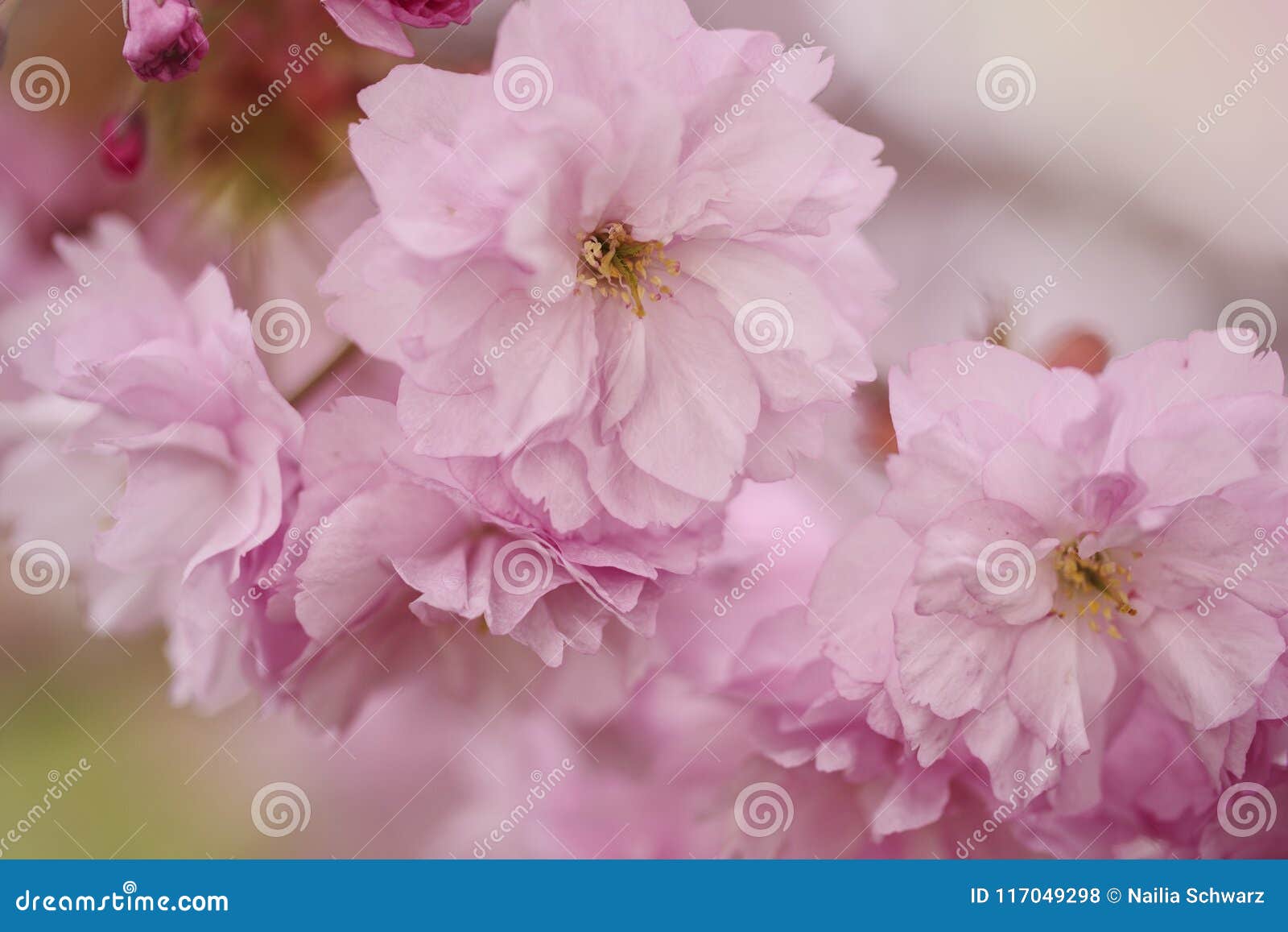 Soft Pink Cherry Blossoms in Spring Stock Photo - Image of springtime ...