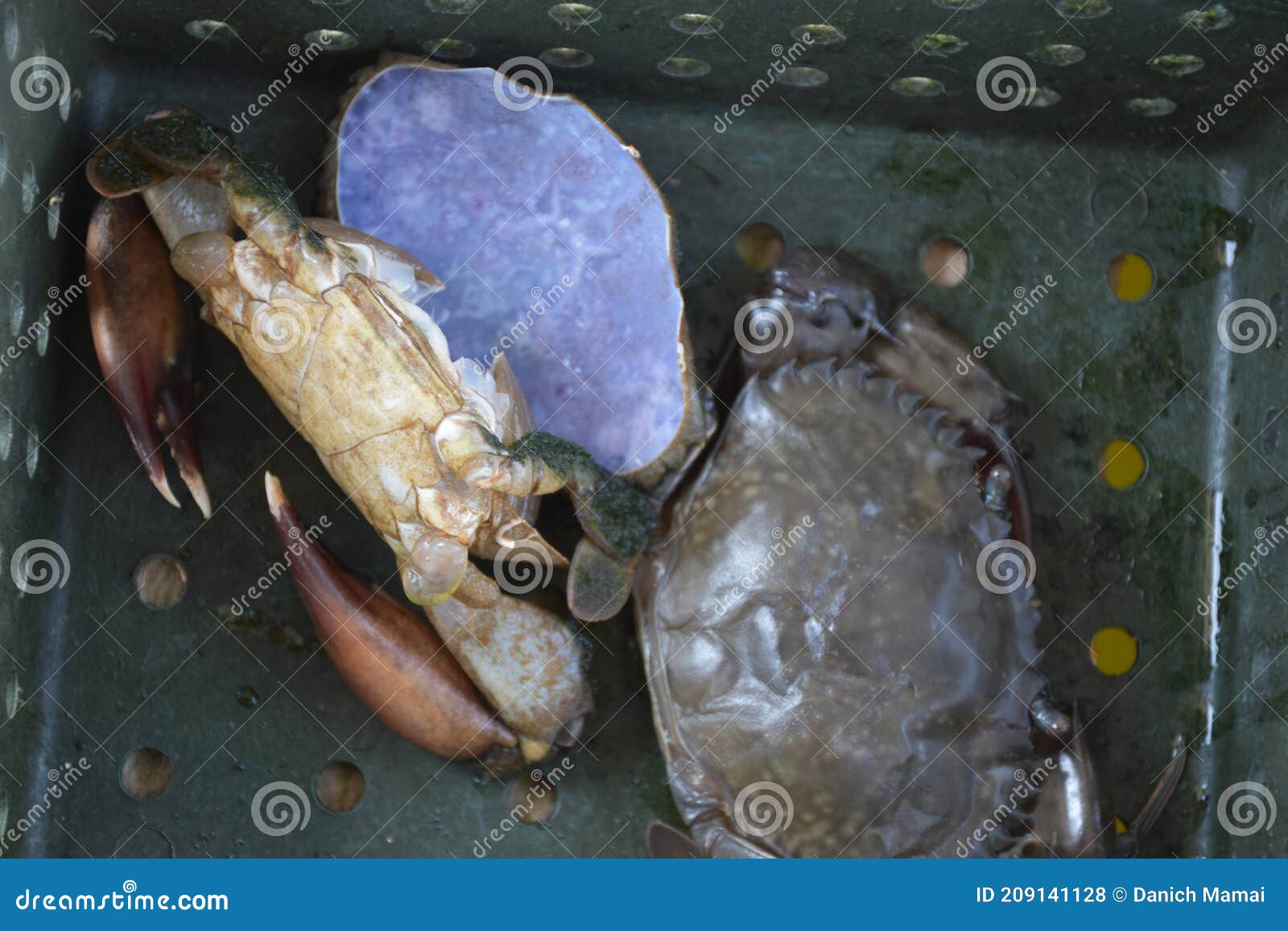 Close Up Soft Shell Crab in Hand and in Box with Old Crab Shell Stock ...